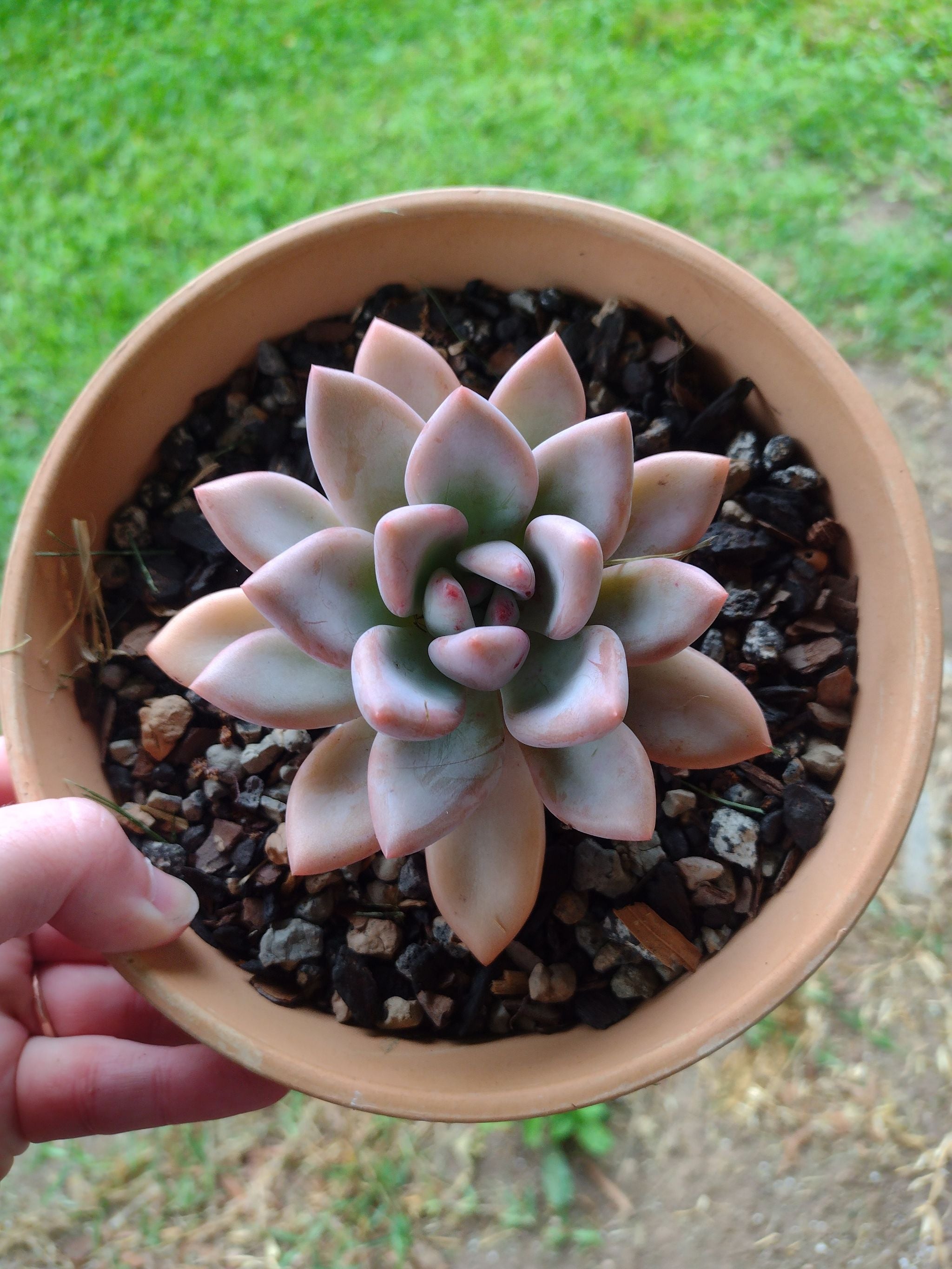 The Complete Graptoveria 'Francesca' Plant Care Guide: Water, Light ...