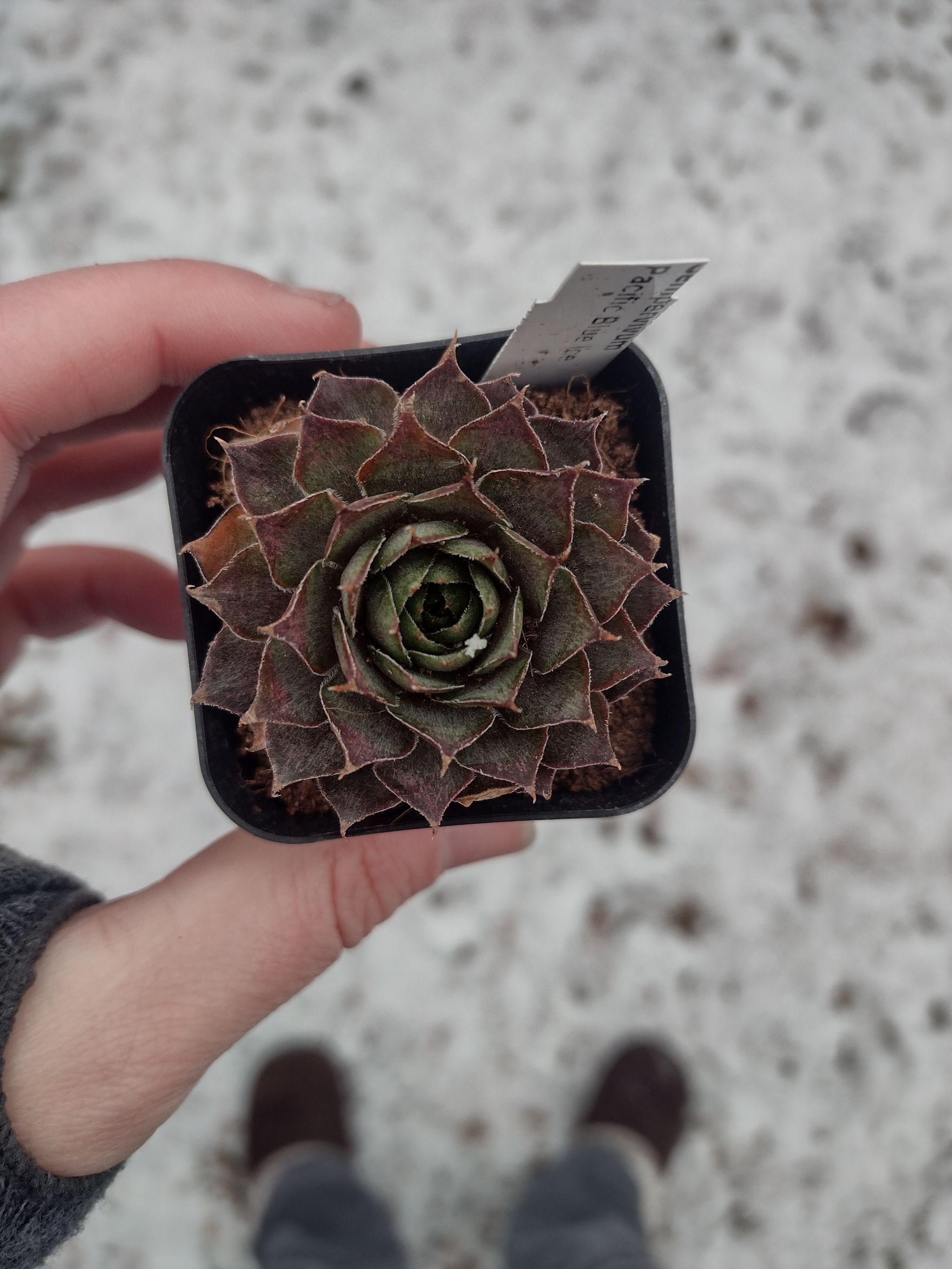 🌹 Step-by-Step Guide to Choosing Black Rose Varieties