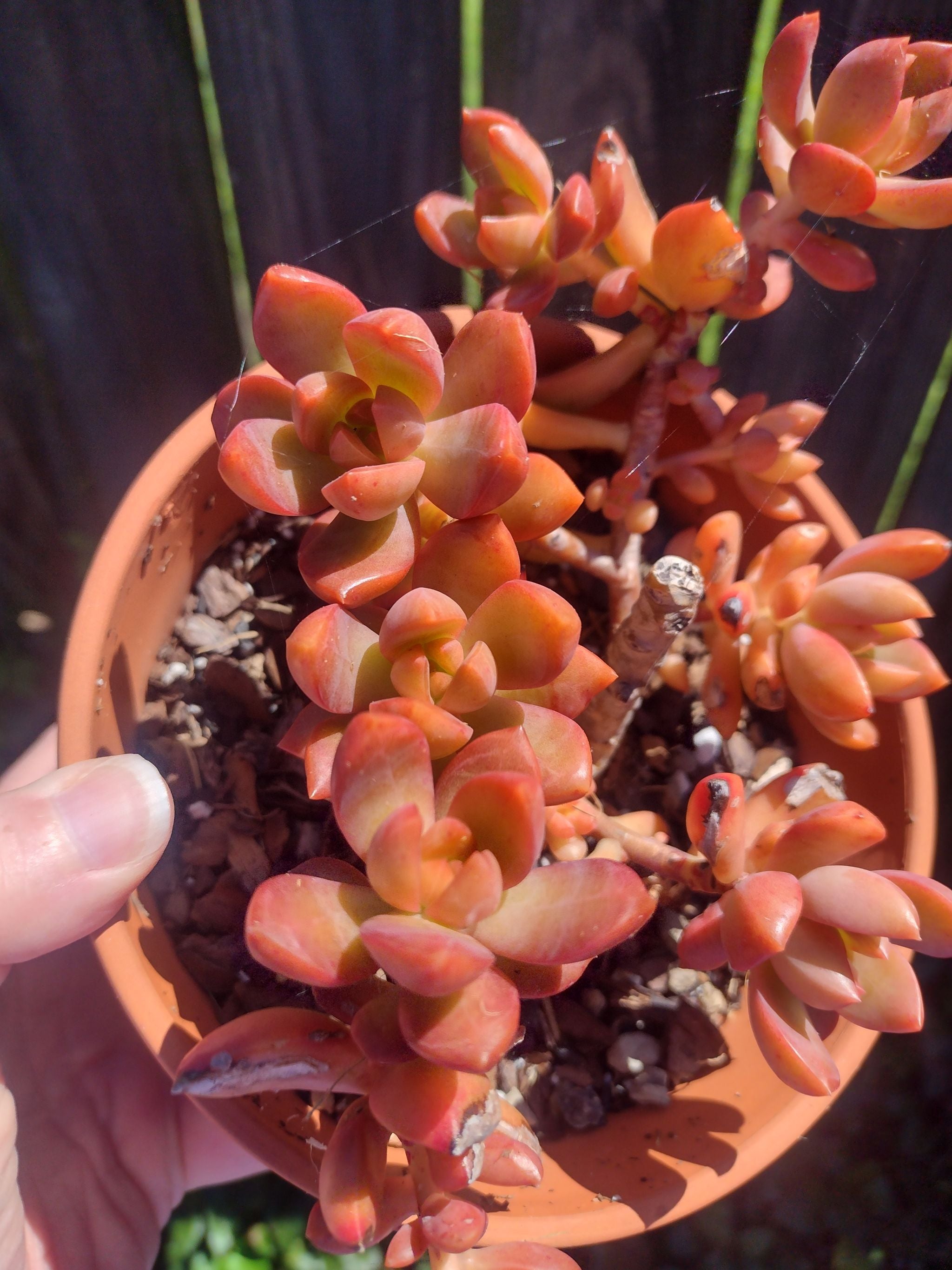 The Complete ET's Fingers Jade Plant Care Guide: Water, Light & Beyond
