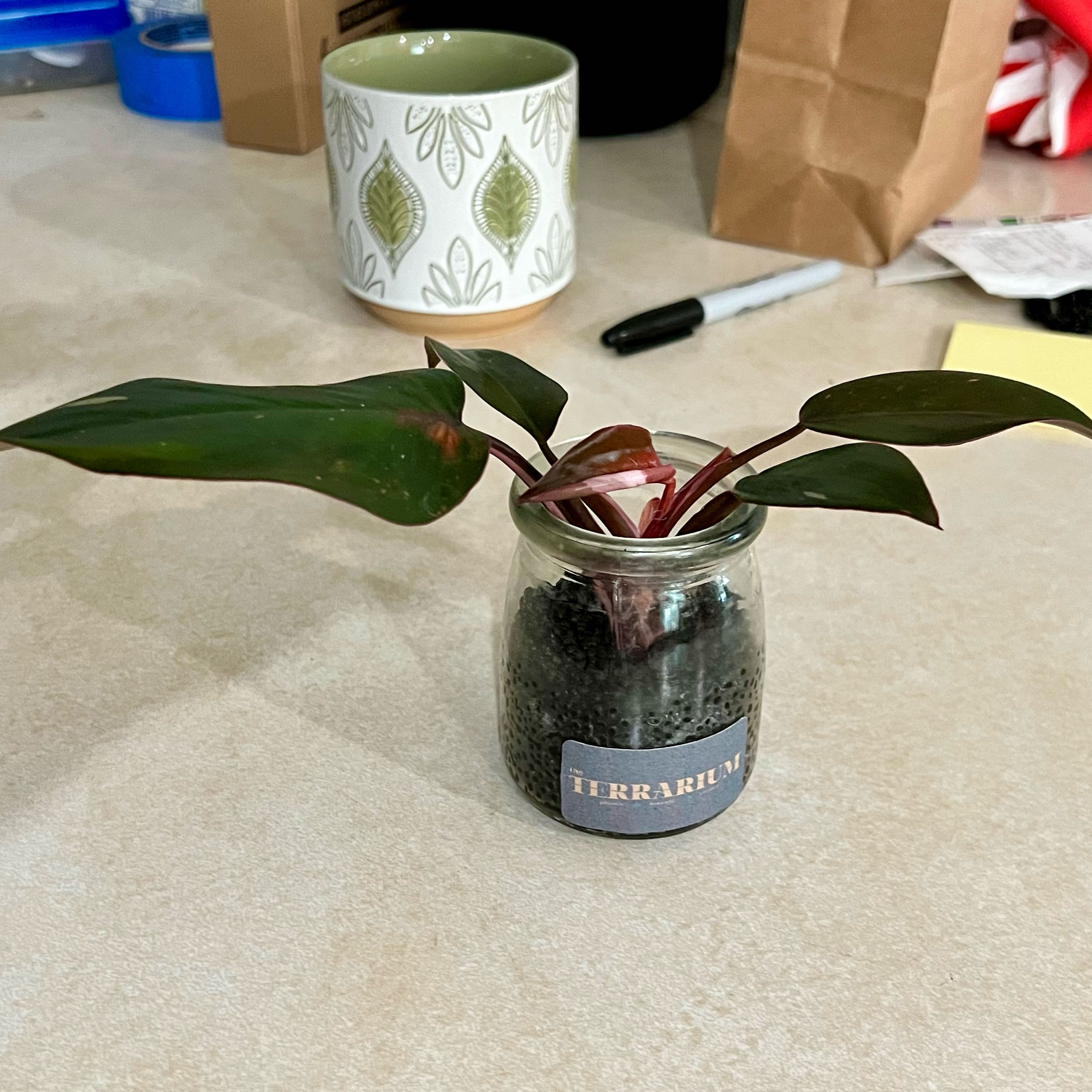 👸 Pink Princess Philodendron Soil