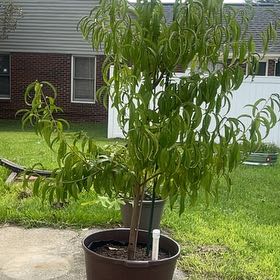 Hardired Nectarine Tree Plant Care: Water, Light, Nutrients | Greg App 🌱