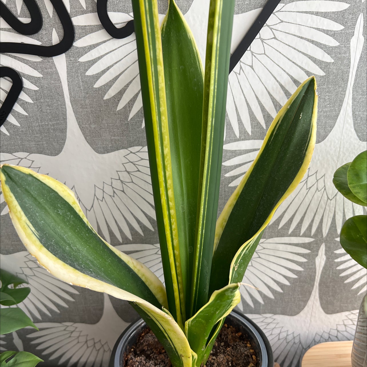 🐍 Why Are My Sansevieria 'Lauren' Leaves Droopy?