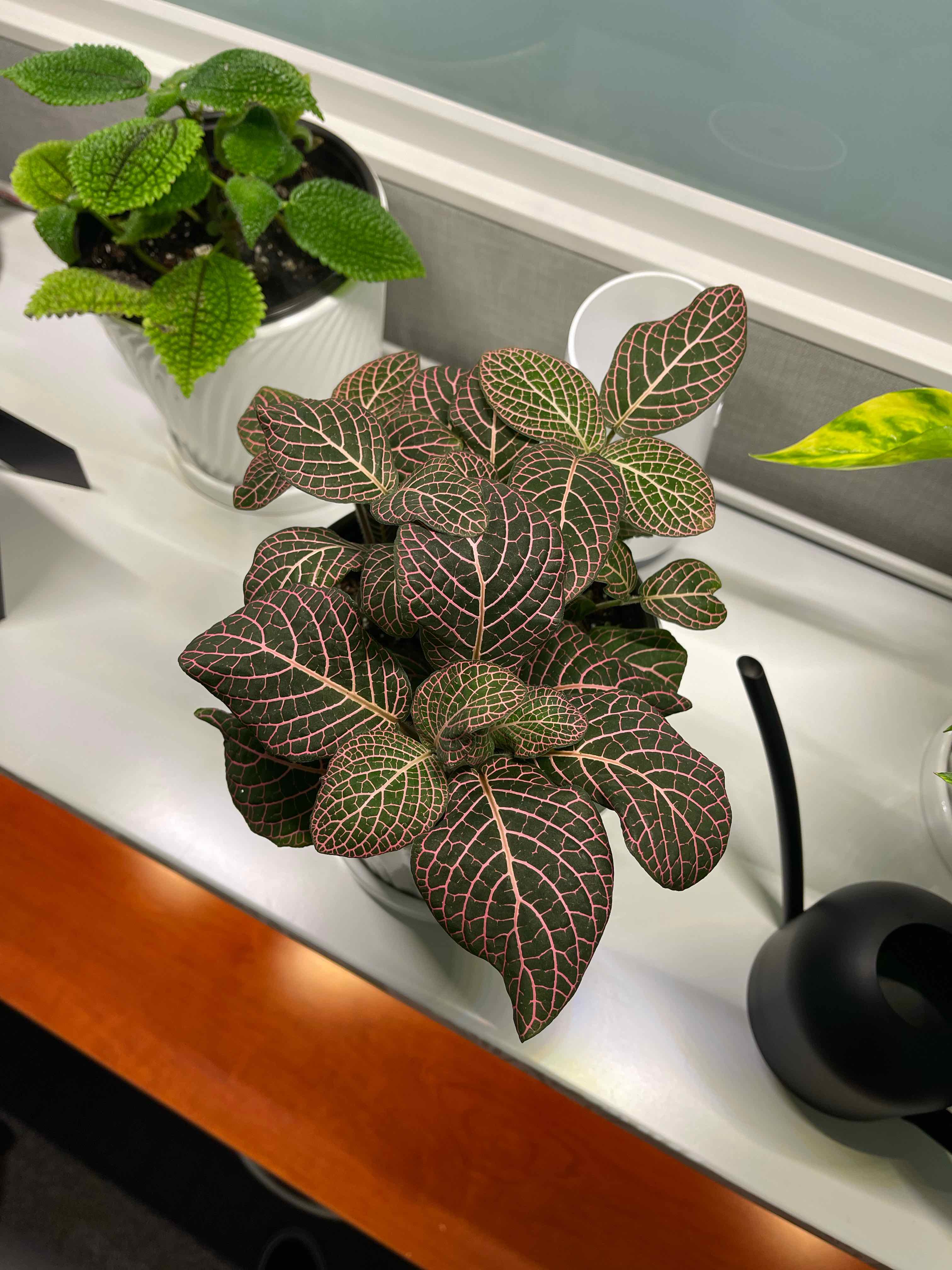 Light Requirements For Your Nerve Plant By Season
