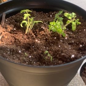 The Complete Tomato 'Tiny Tim' Plant Care Guide: Water, Light & Beyond