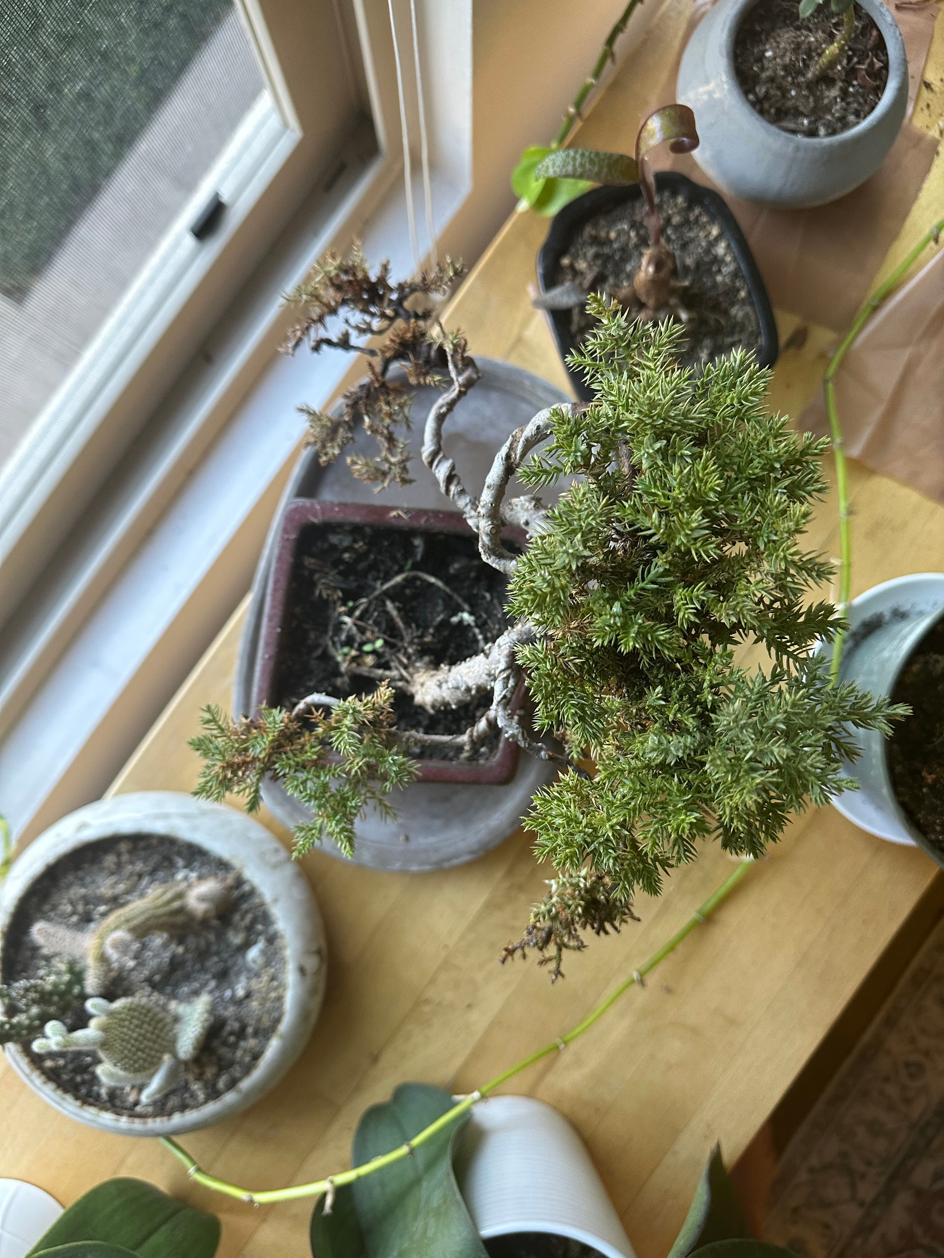 🌲 African Juniper Explained: Key Information