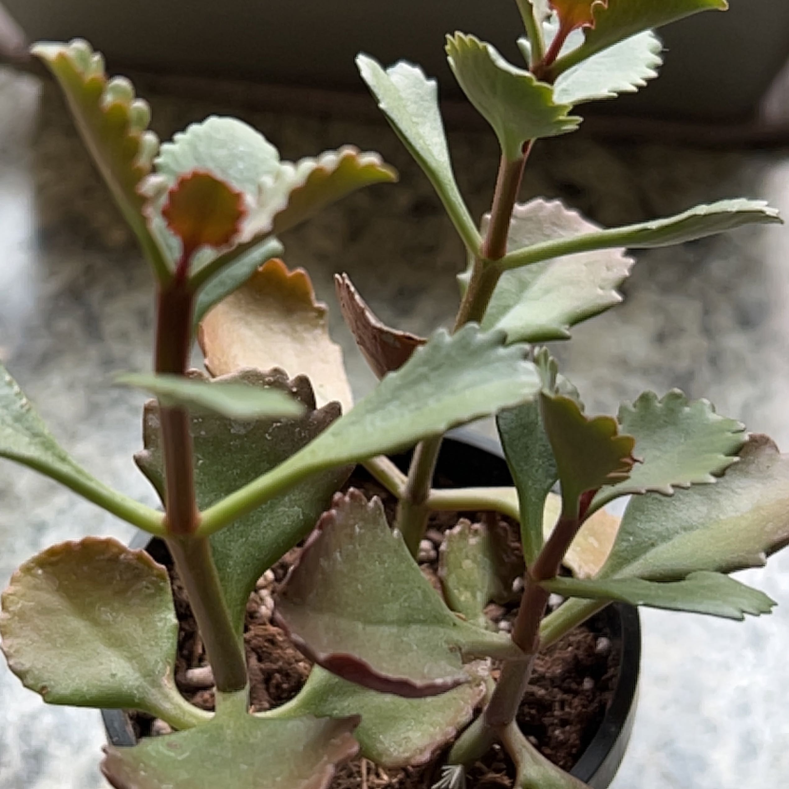 The Complete kalanchoe Plant Care Guide: Water, Light & Beyond
