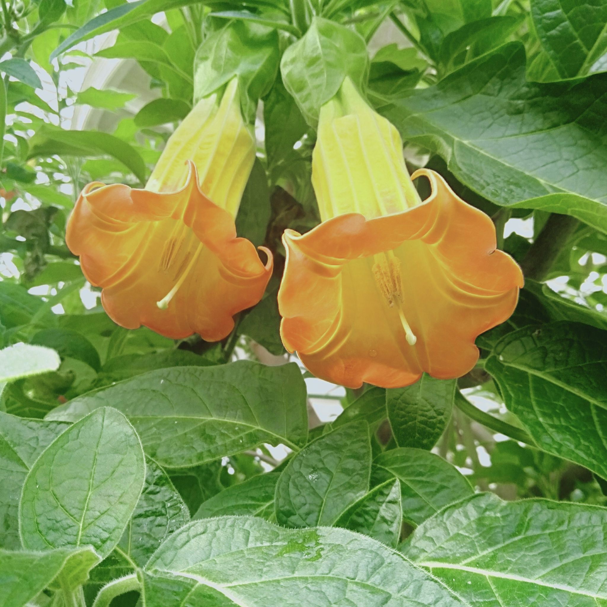 Brown Spots On Brazil's White Angel Trumpet Leaves