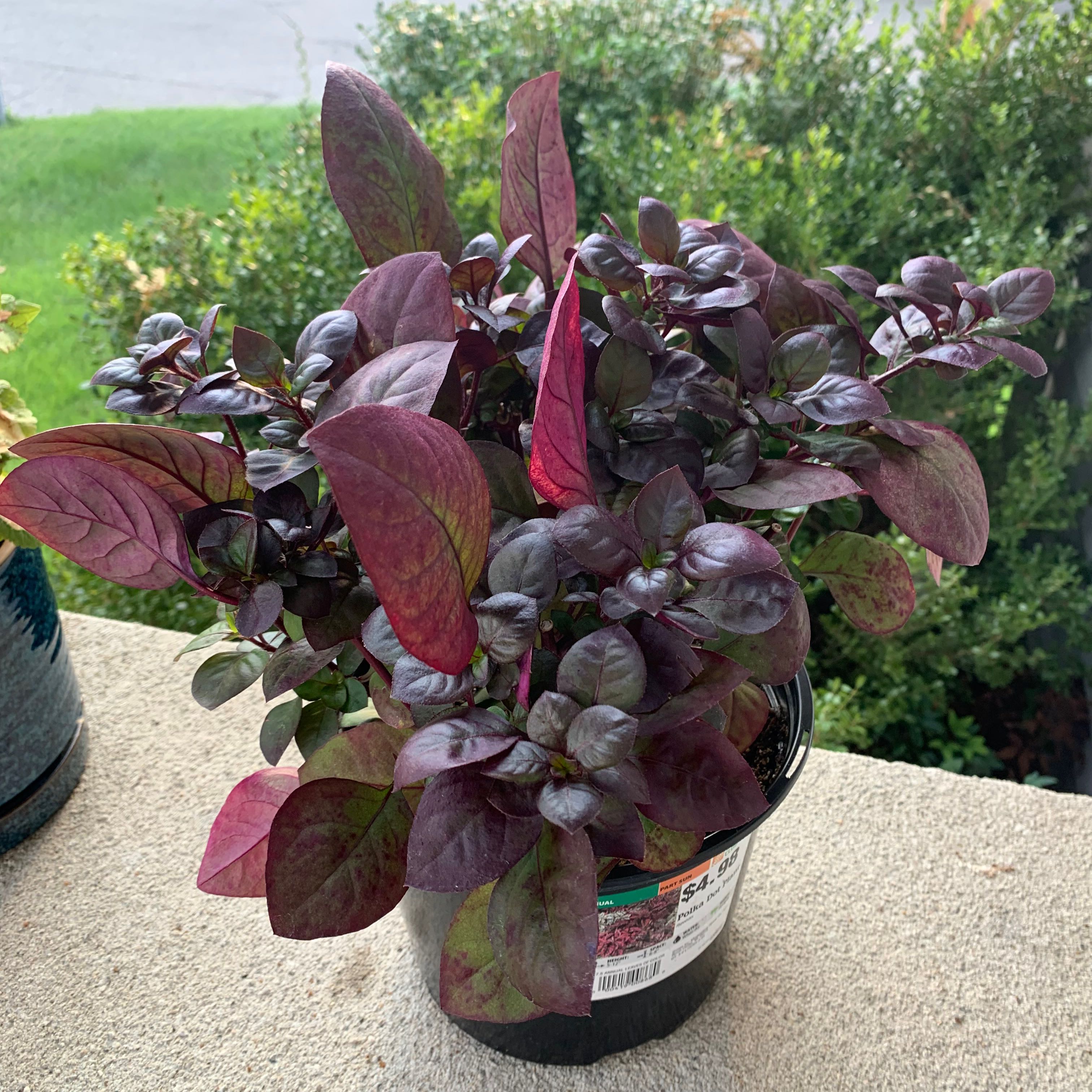 10 Benefits of Having a Brazilian Joyweed