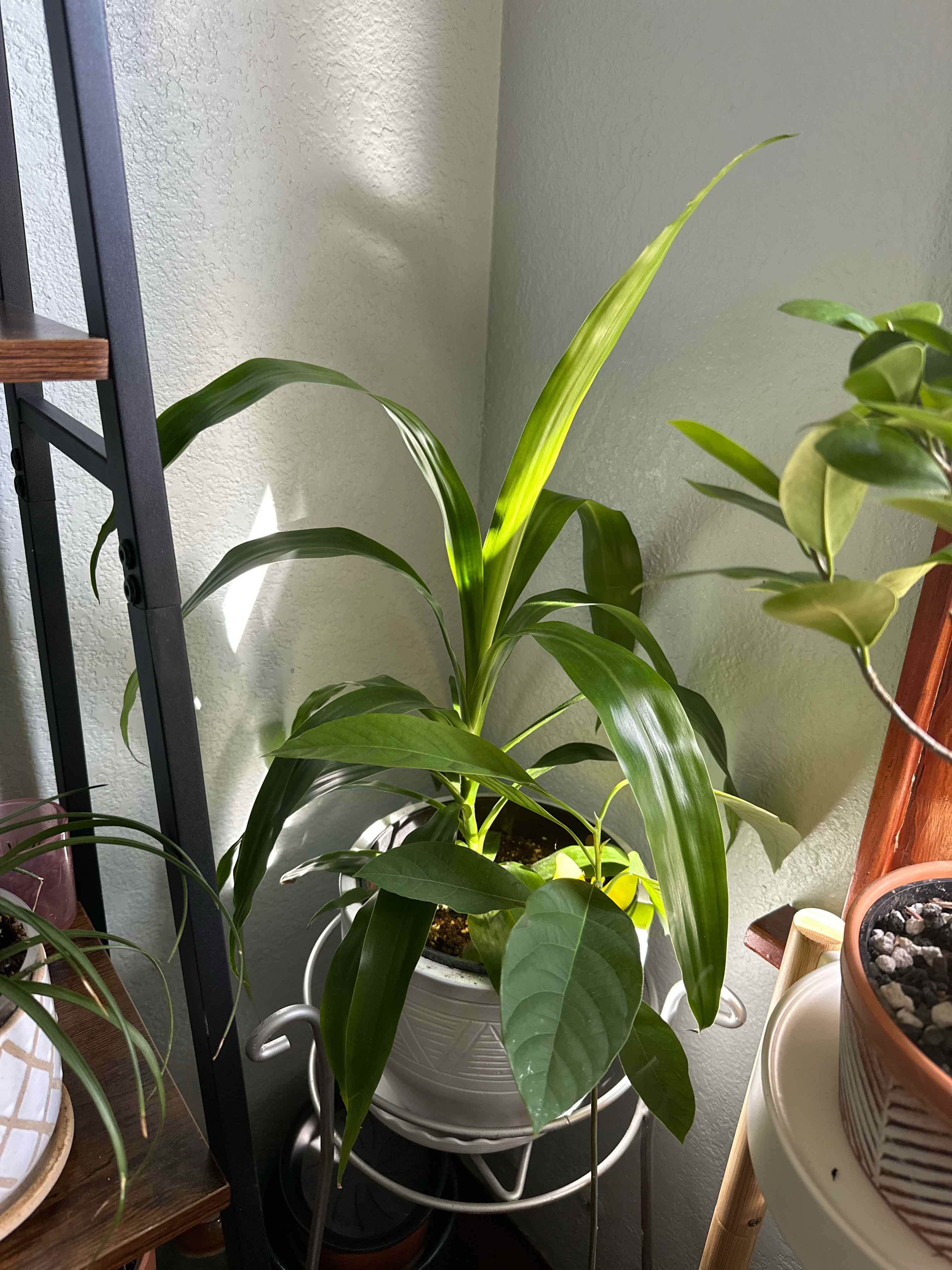 🌞 Is Direct Sunlight Good for My Dracaena 'Lisa'?