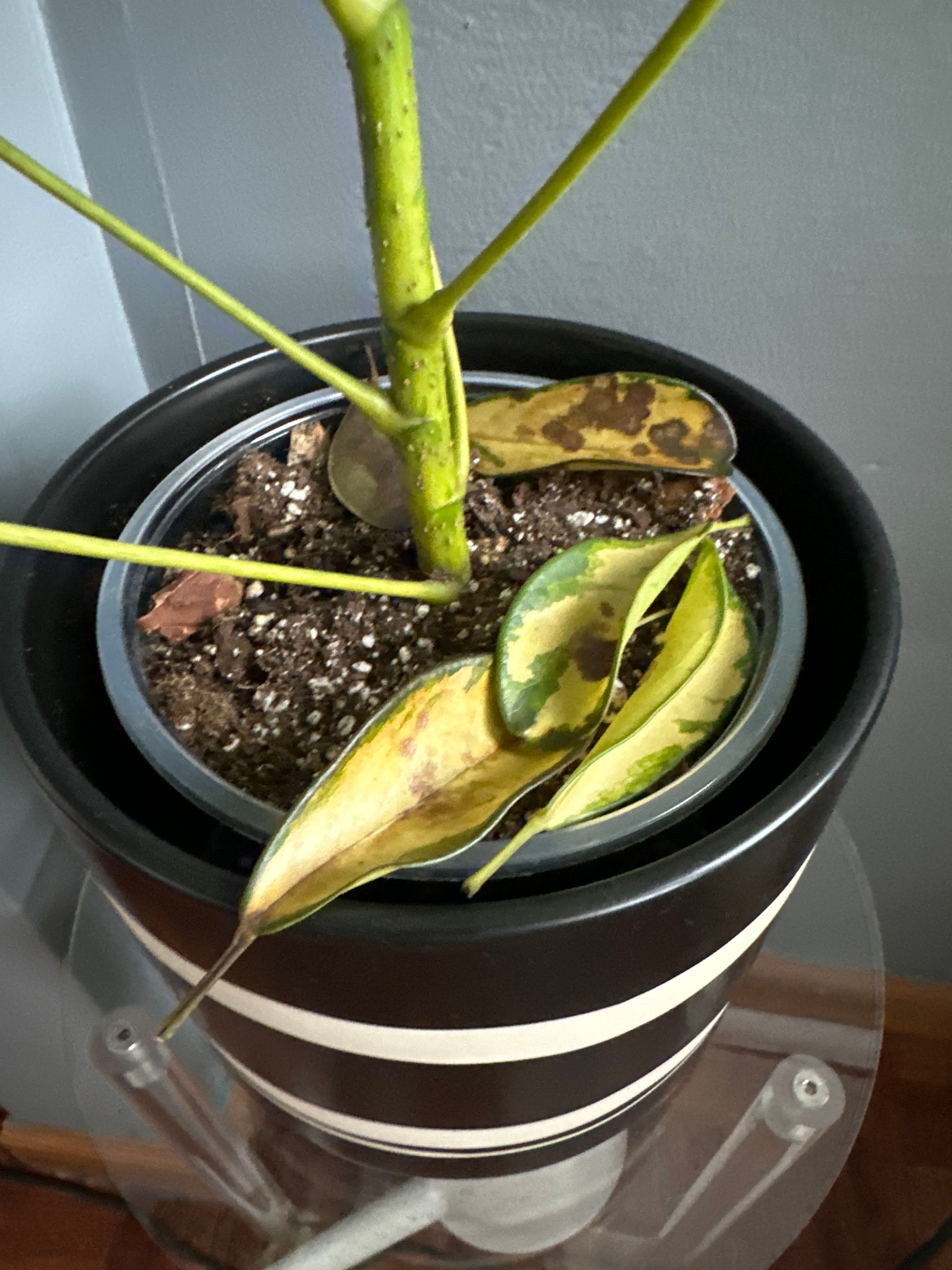 Alpine Schefflera Care 101: Water, Light & Growing Tips