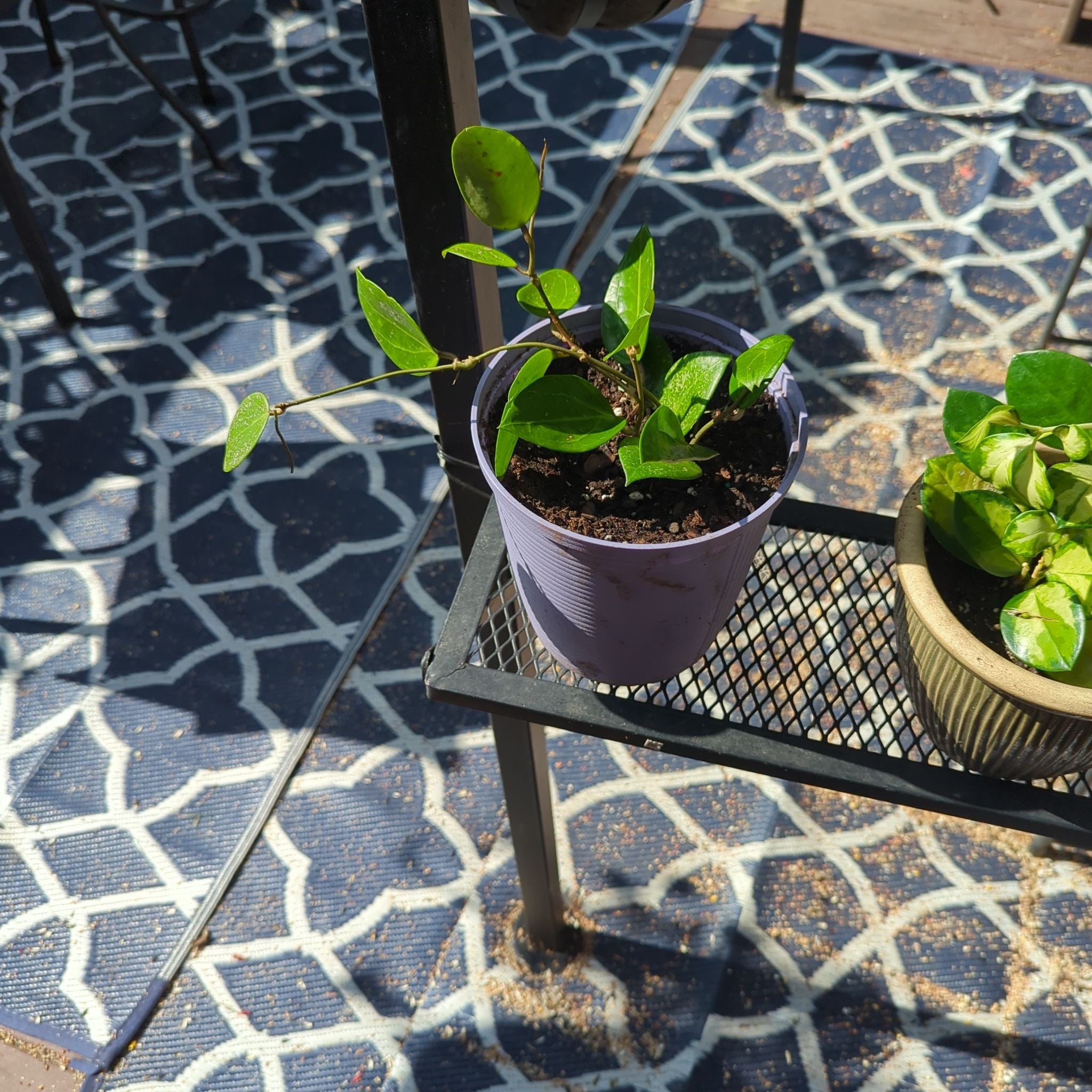 Diagnosing hoya black margin root rot