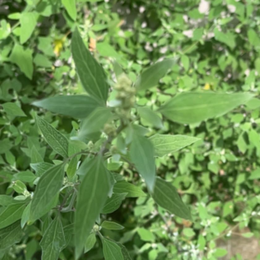Spreading Pellitory Plant Care: Water, Light, Nutrients | Greg App 🌱