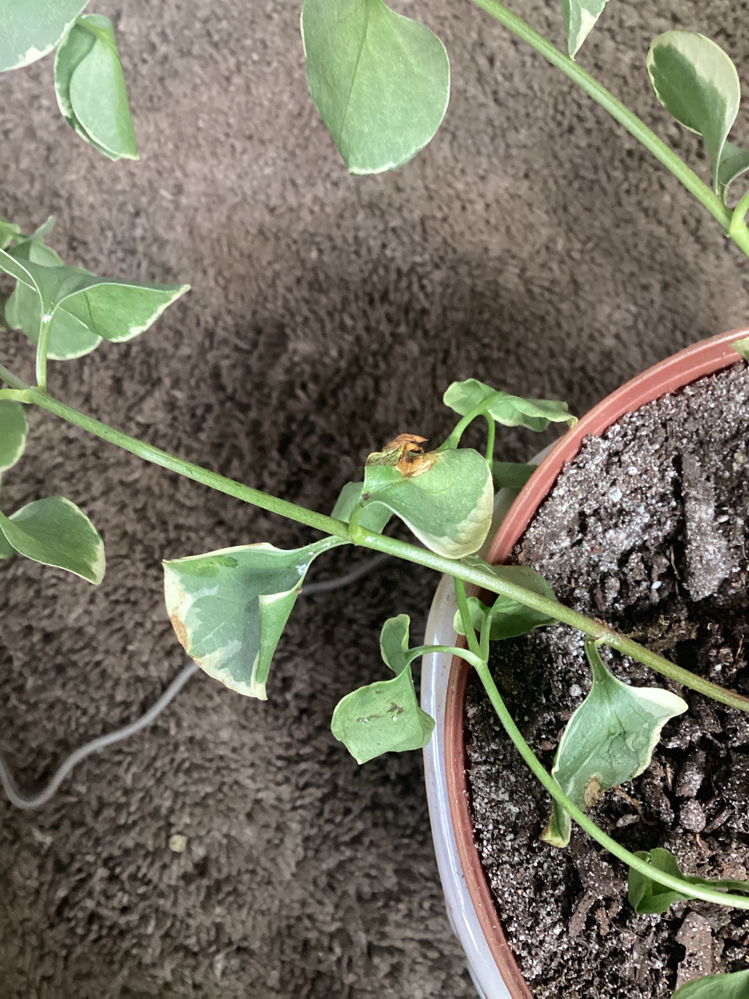 Best Climate for Vinca: Zones 4a-9b 🌸