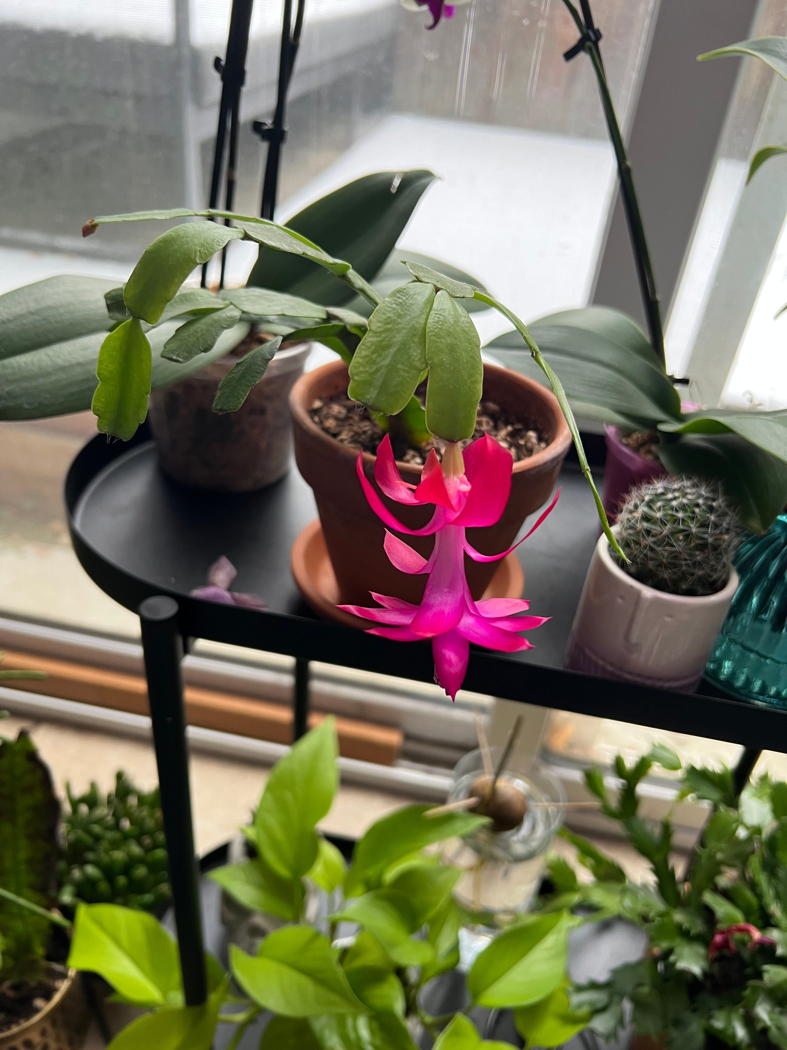 🎄 Best True Christmas Cactus Varieties