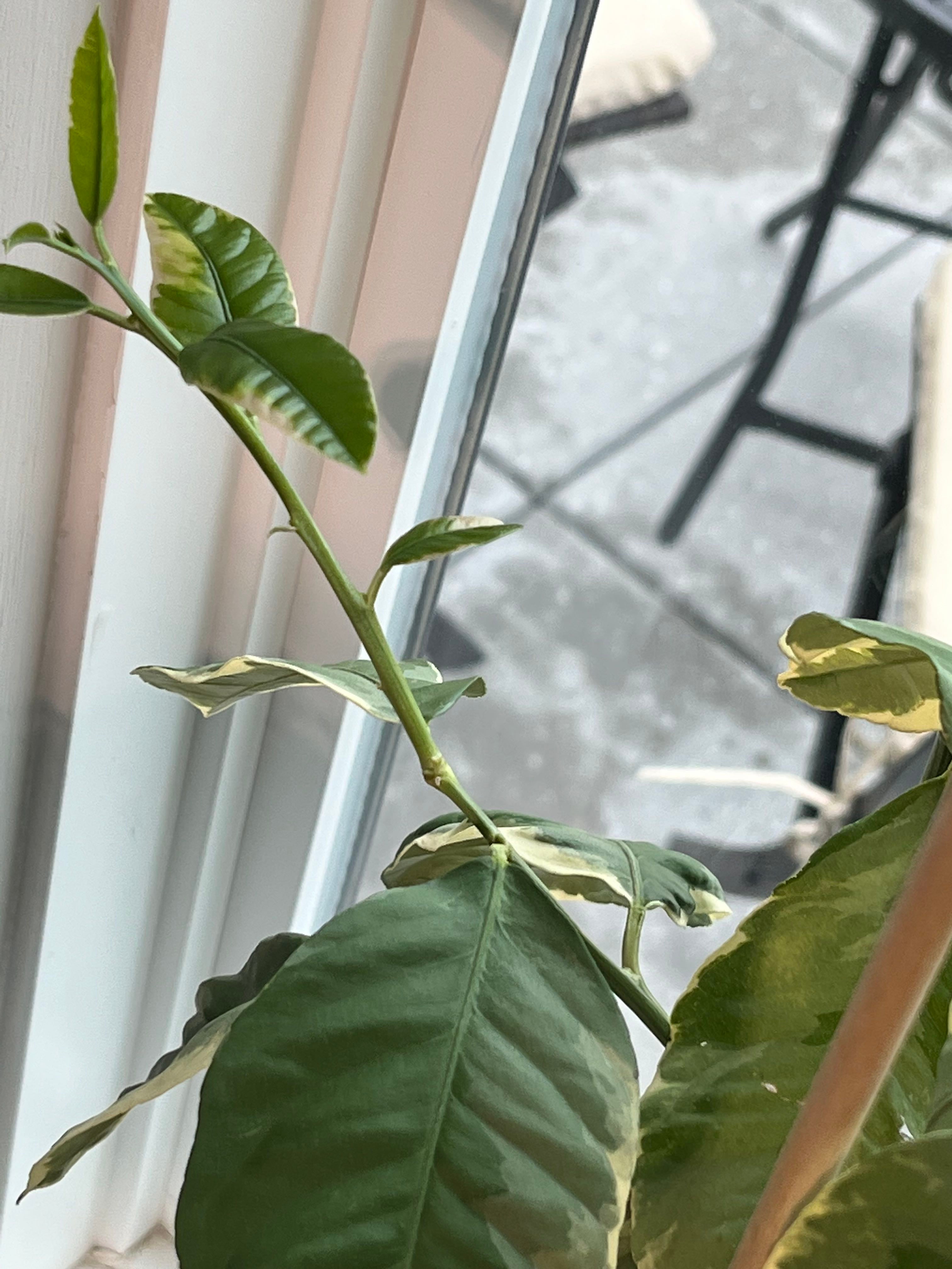Variegated Pink Lemon Tree