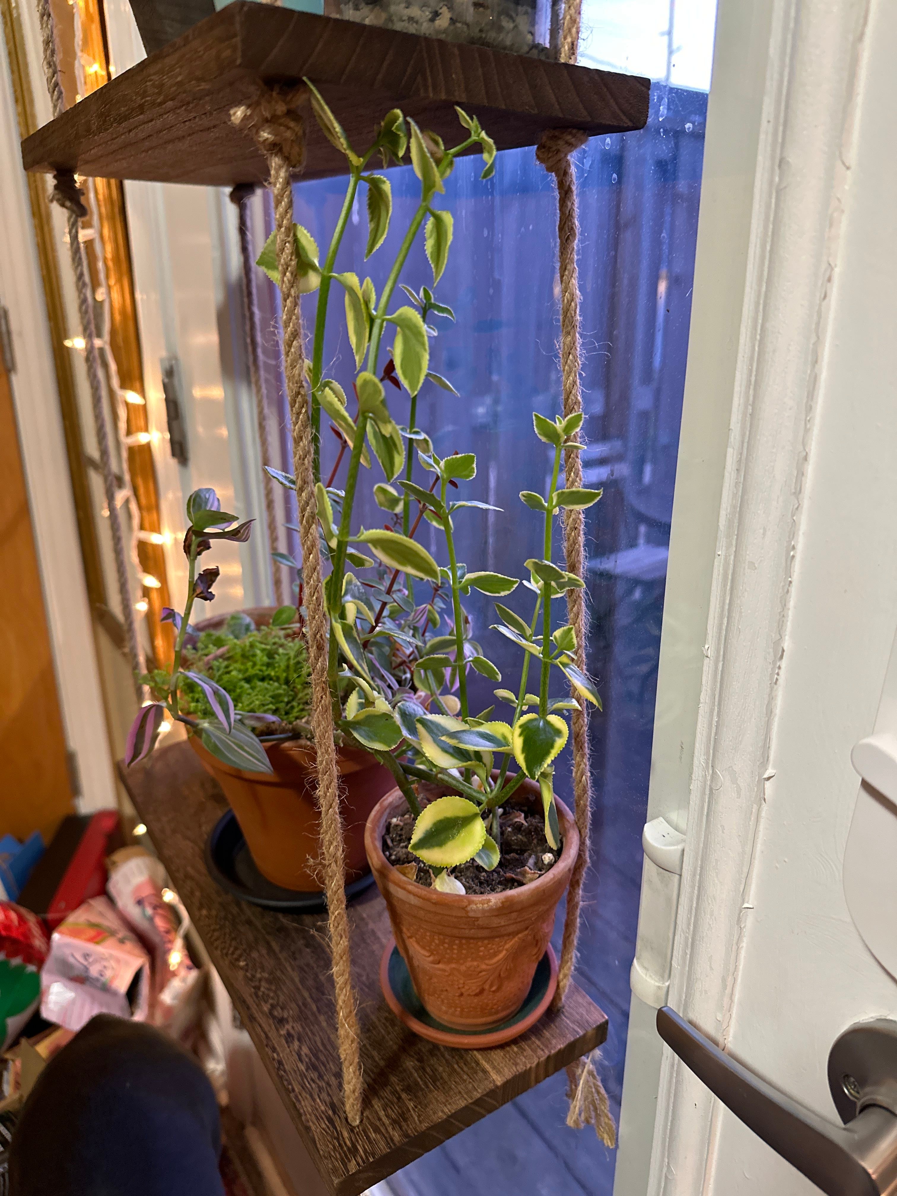 Variegated Trailing Jade Plant Plant Care: Water, Light, Nutrients ...