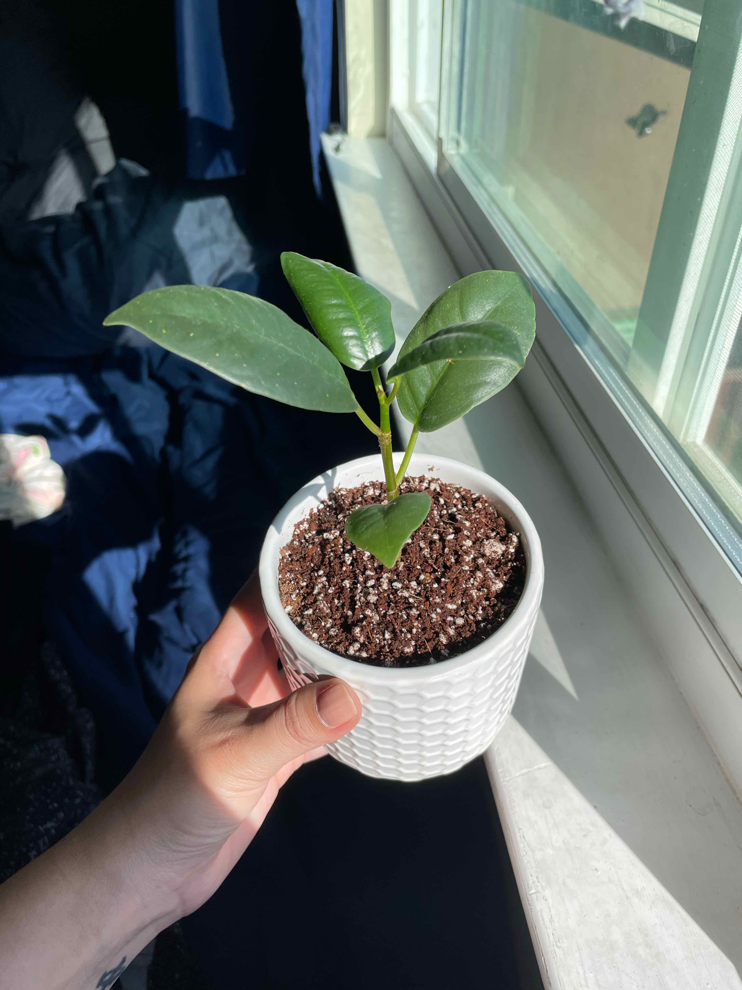 All About Your Rubber Plant's Roots