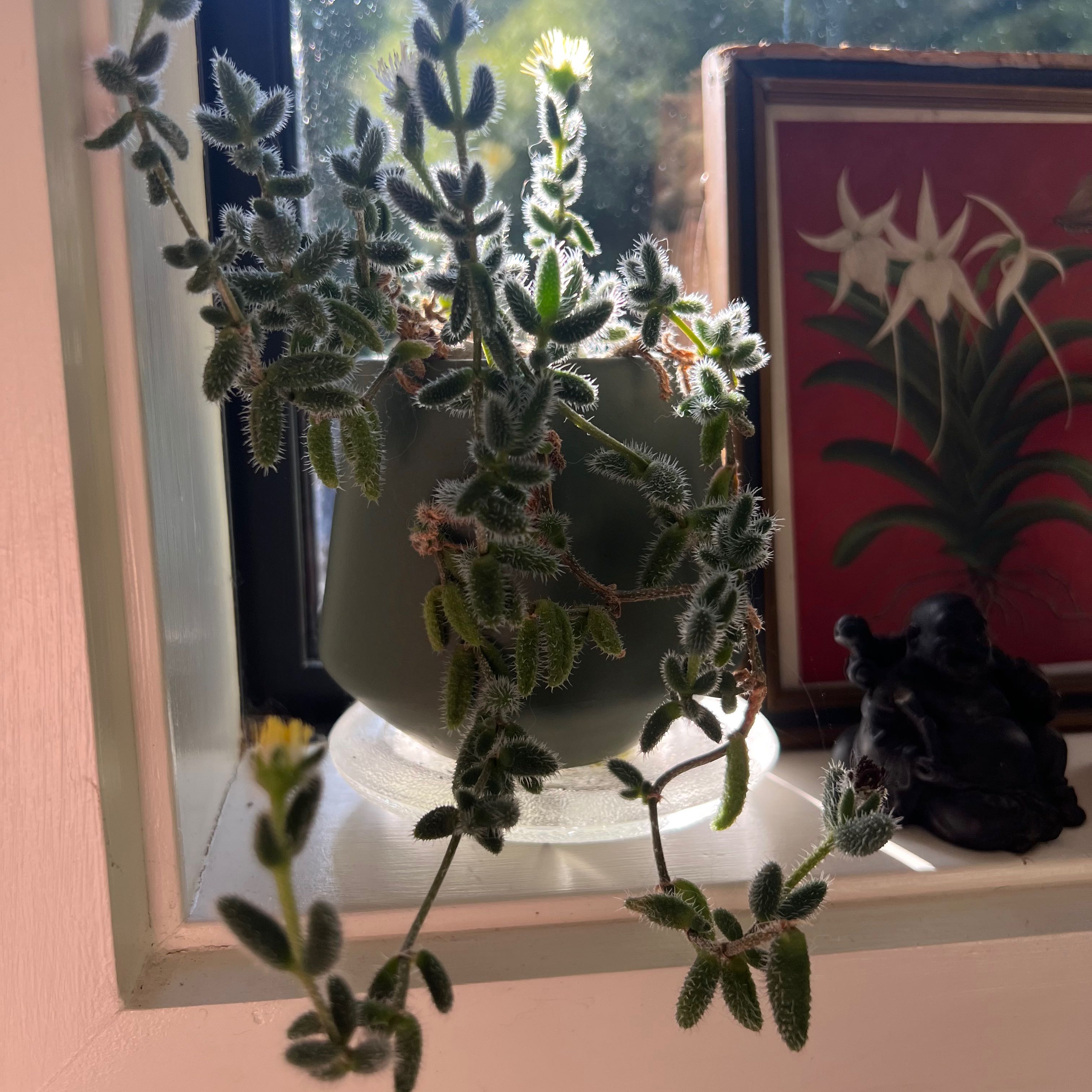 What Are The Bugs on My Pickle Plant? 🐛