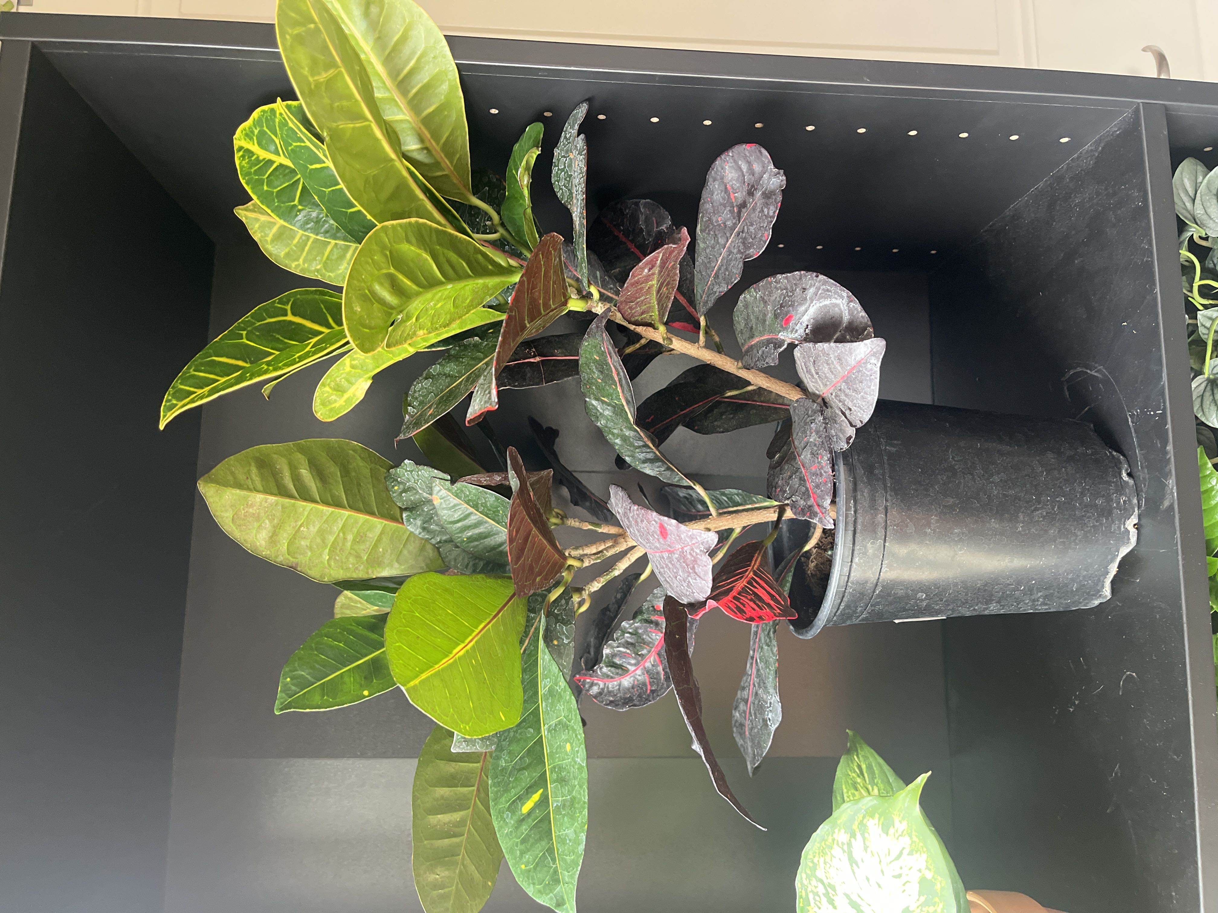 Croton 'Petra' Plant Care: Water, Light, Nutrients | Greg App 🌱