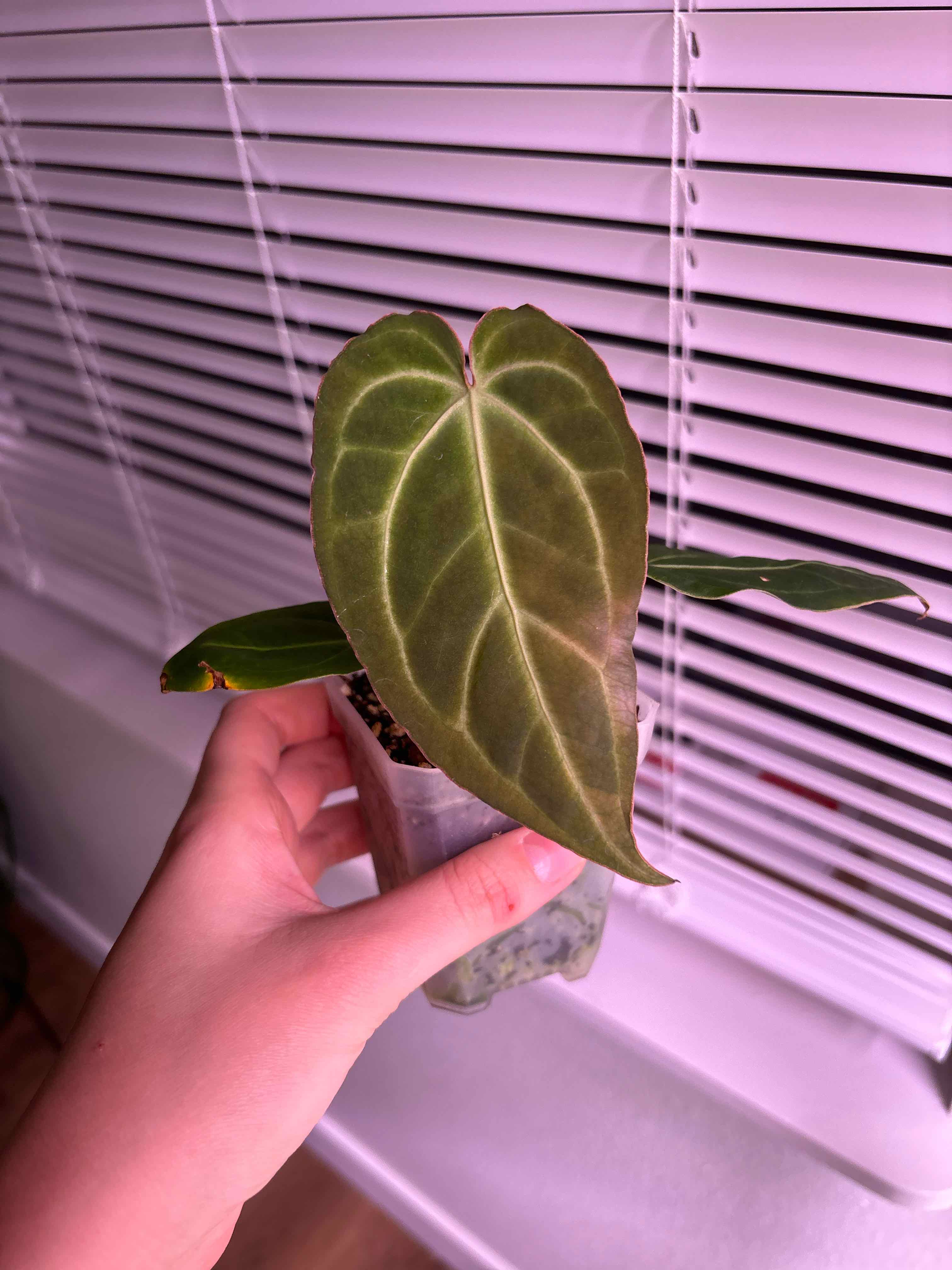 Diagnosing anthurium crystallinum x magnificum root rot