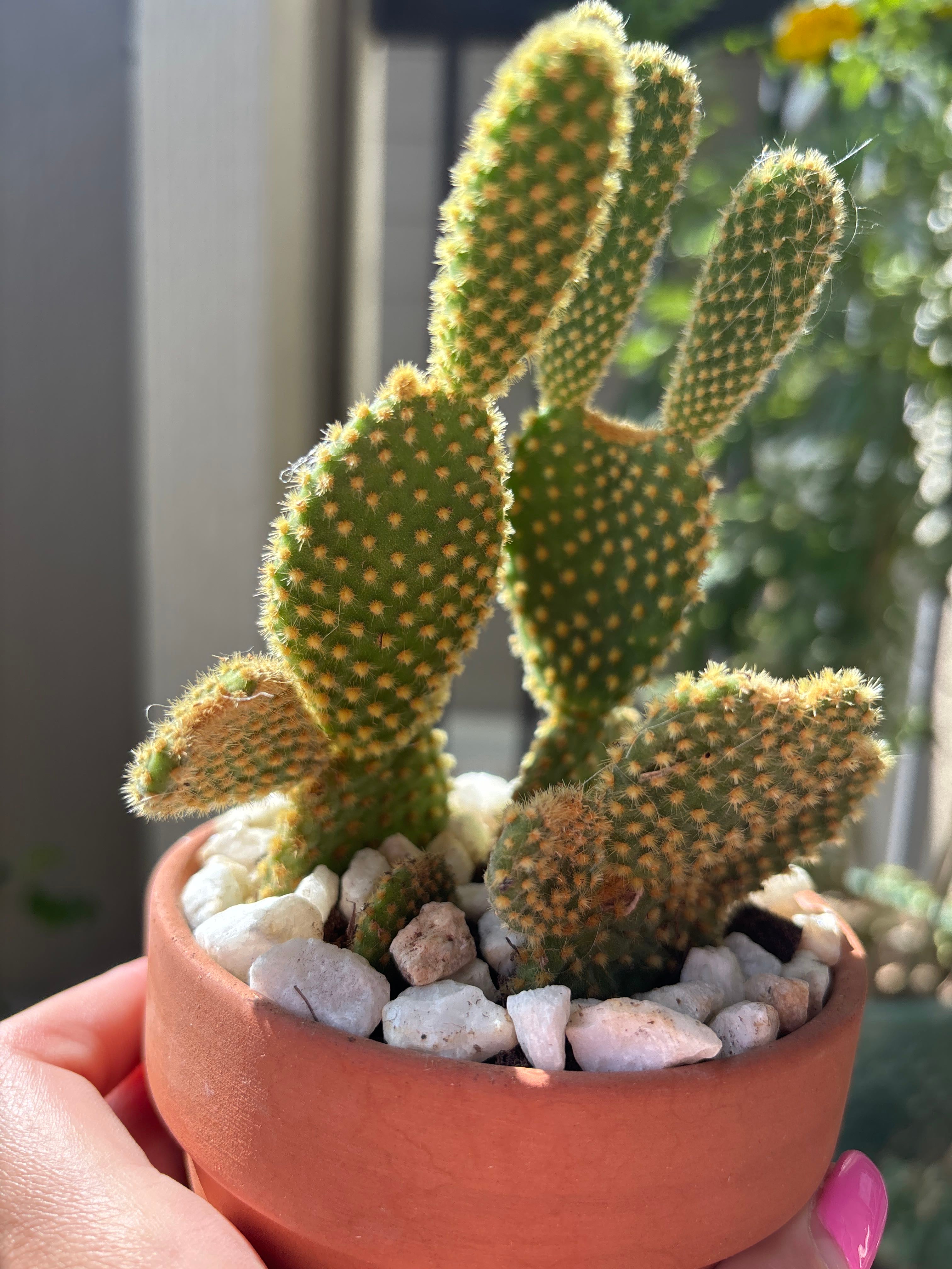 My cactus is leaning and getting some wrinkles does anyon...