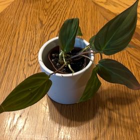 Zeus | A plant by @SoaringPothos on Greg