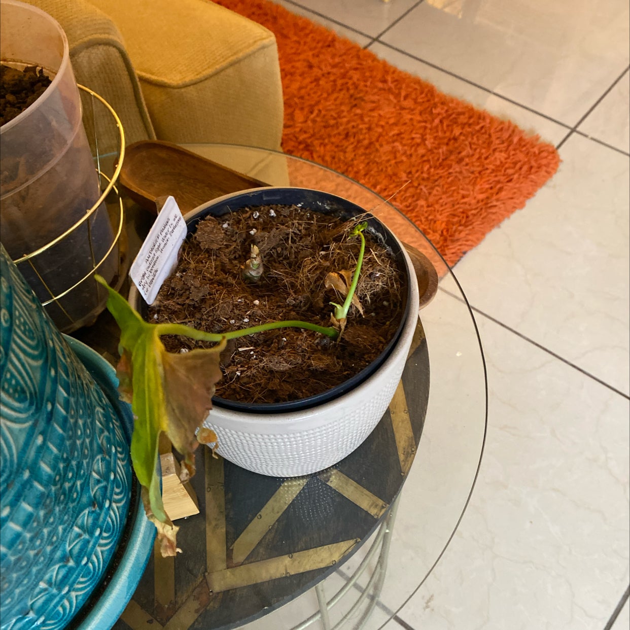 How Do I Cure Anthurium Root Rot?