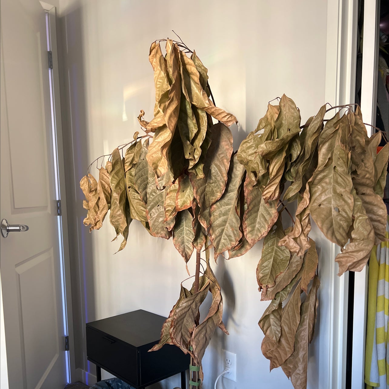 Diagnosing cacao tree root rot