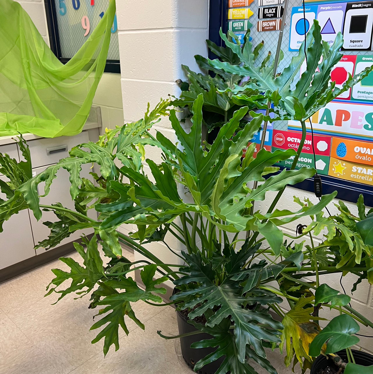 Tron | A plant by @Crazy-plantlady on Greg