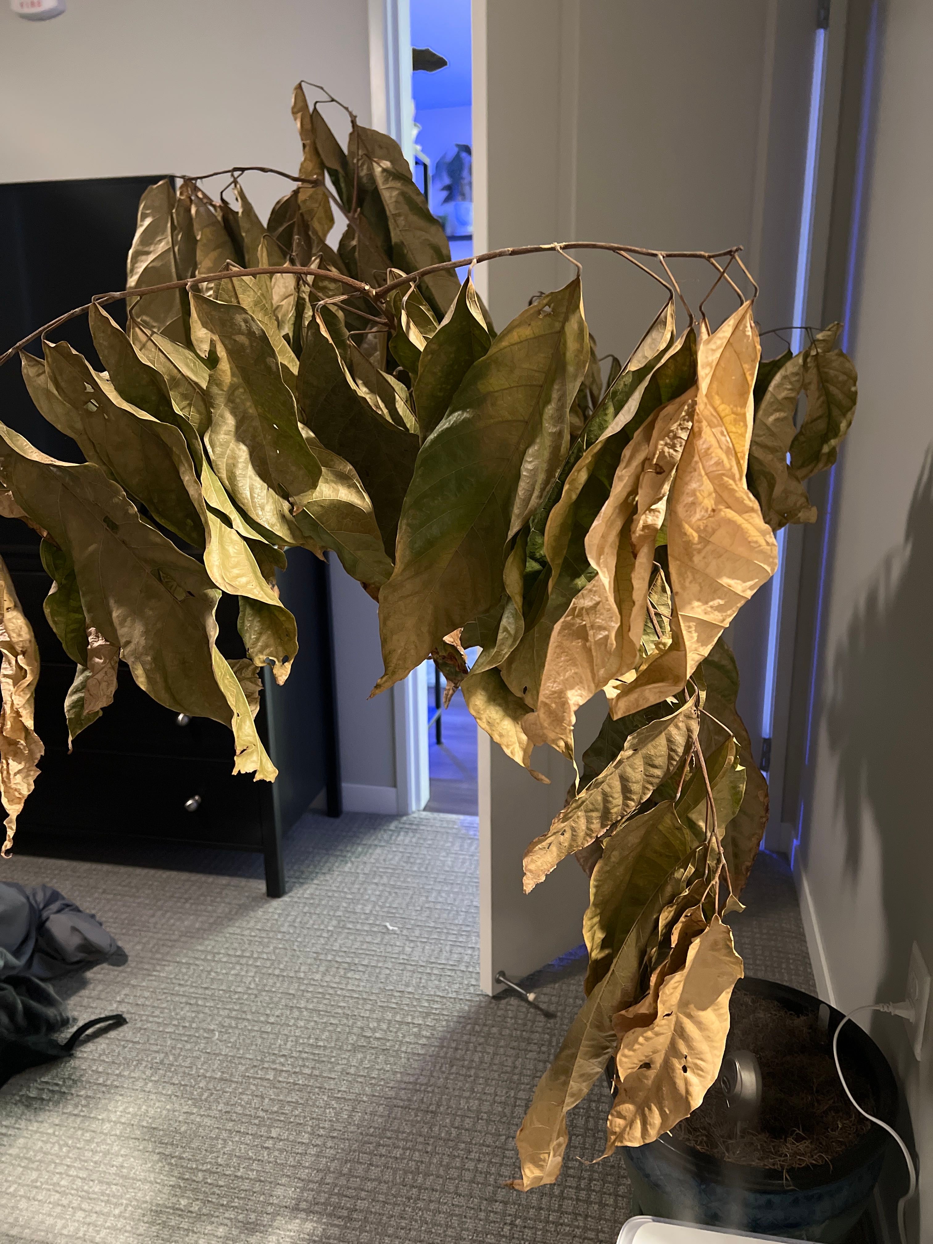 10 Facts About Cacao Tree Lifecycle 🍫