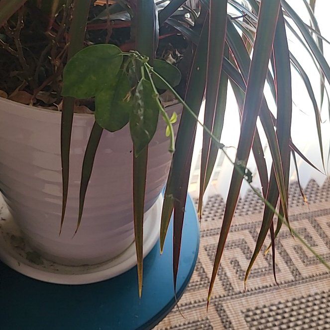 Cigar Tree Plant Care: Water, Light, Nutrients | Greg App 🌱