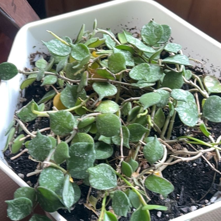 Layla | A plant by @HoneyBee65 on Greg