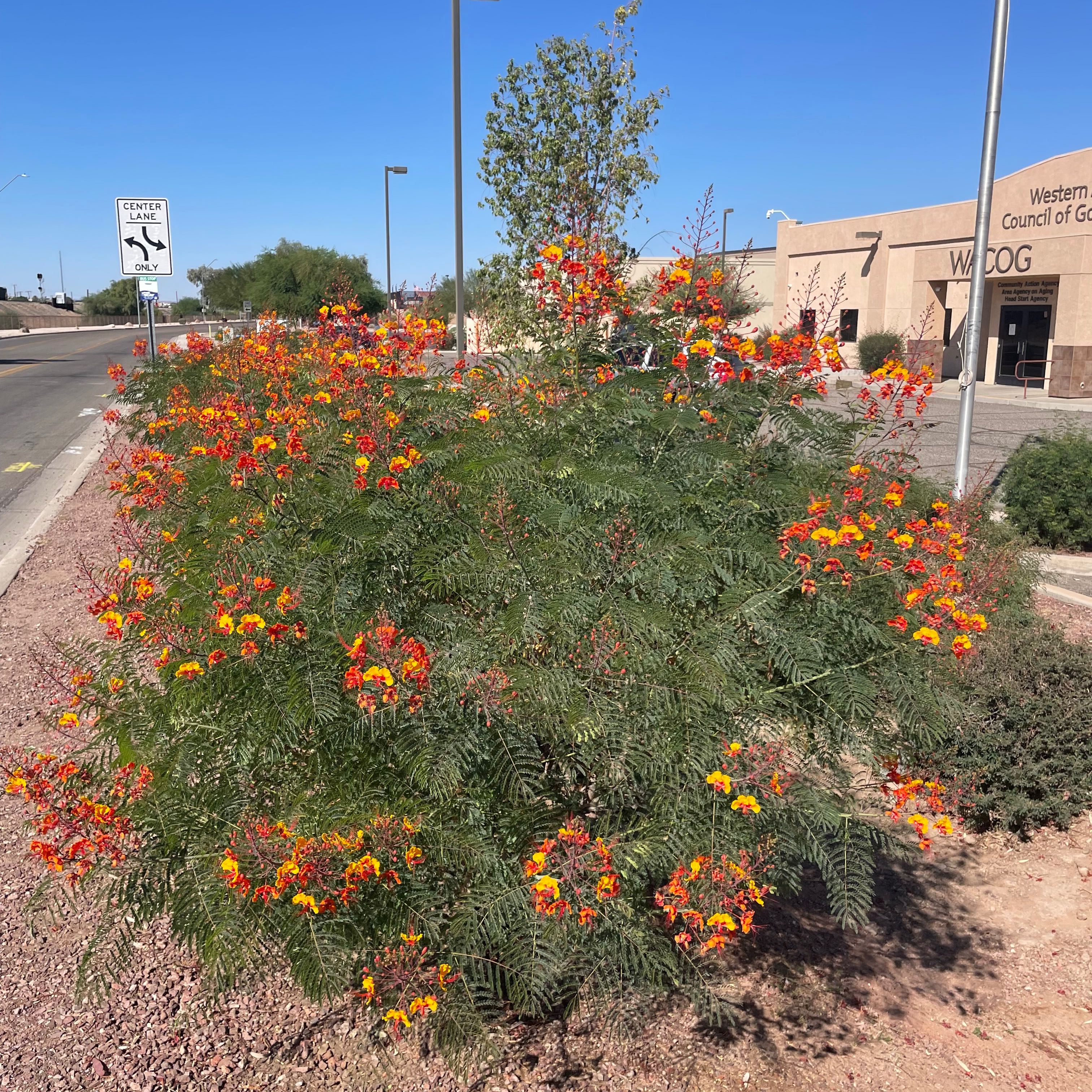 ️ When and Where Should I Trim My Pride of Barbados?