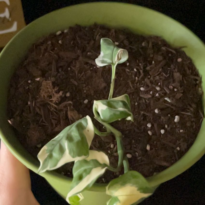 Emerson | A plant by @TopWoodspurge on Greg