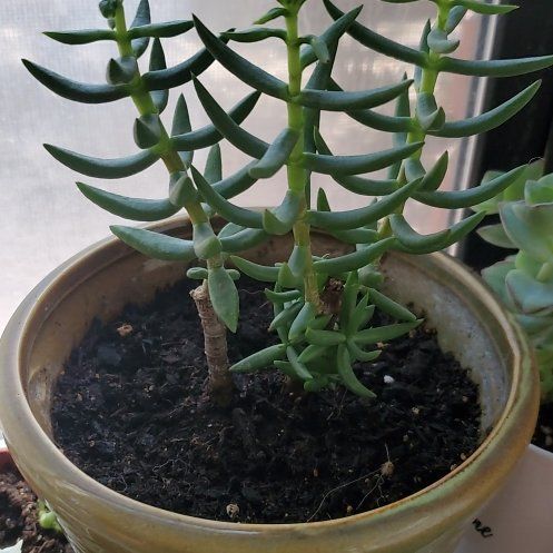 Homer | A plant by @ReallyAster on Greg