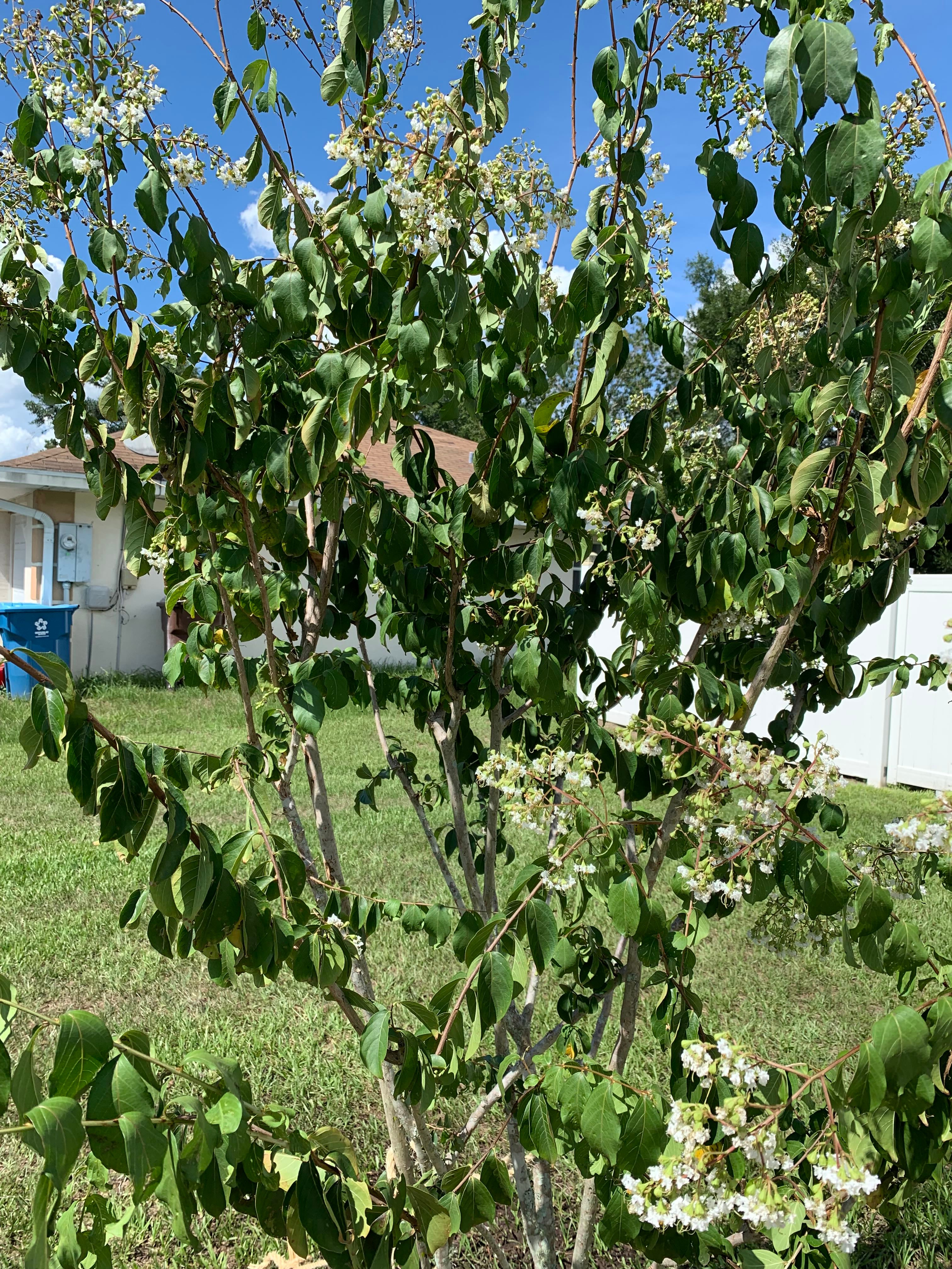 Propagating Crepe Myrtle: Step-by-step Guide