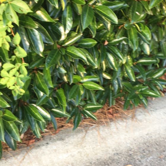 Messi | A plant by @PrimoDamsii on Greg