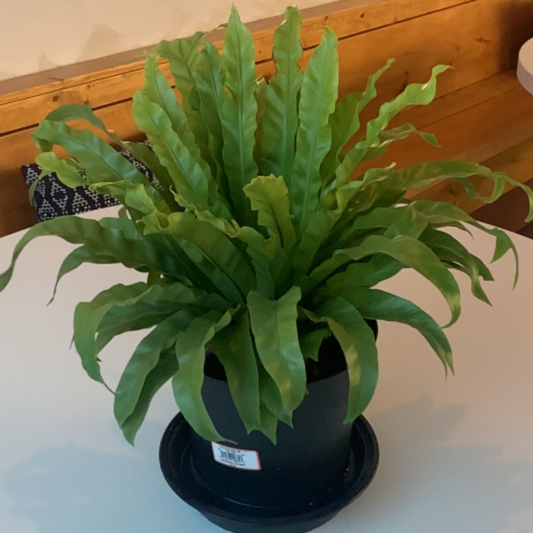 Athena | A plant by @HelperOgresears on Greg