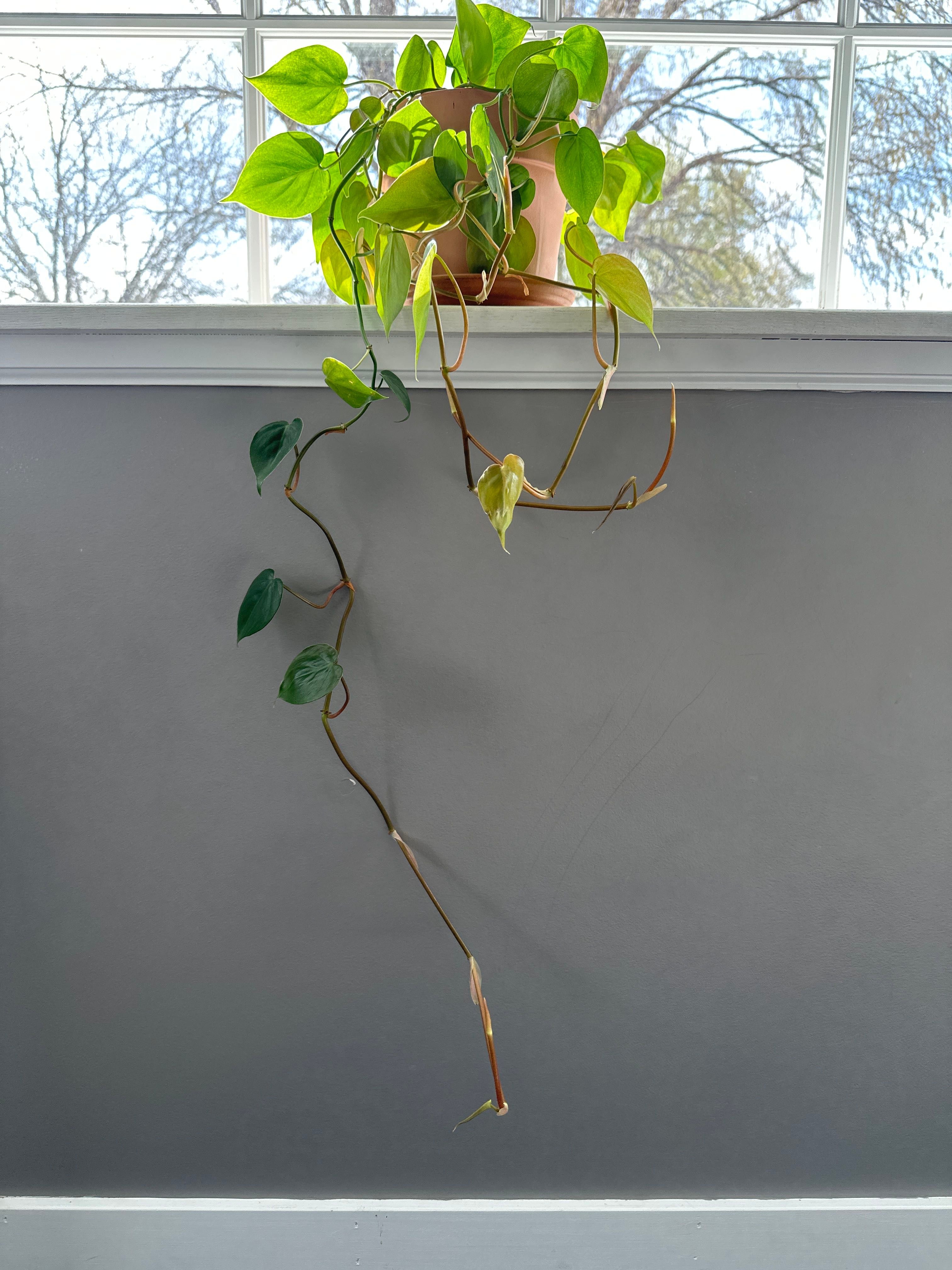 Keep Your Rudolph Philodendron Alive: Light, Water & Care Instructions