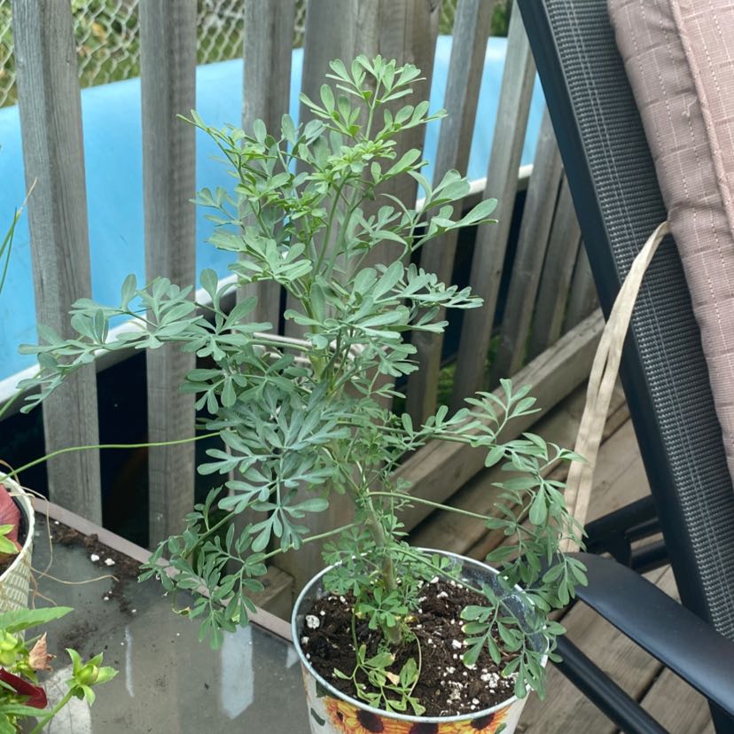 What Do Common Rue Flowers Mean?