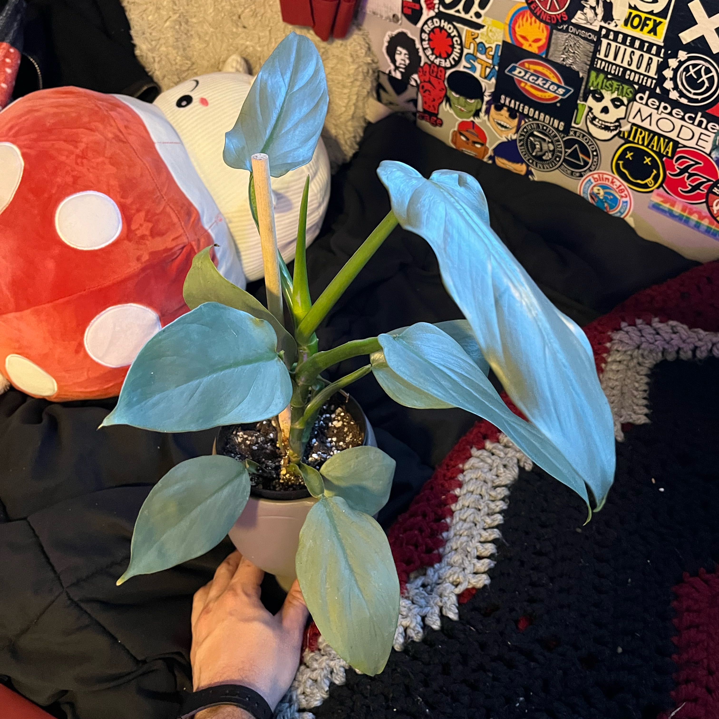 Dale | A plant by @Realnoahcarrier on Greg