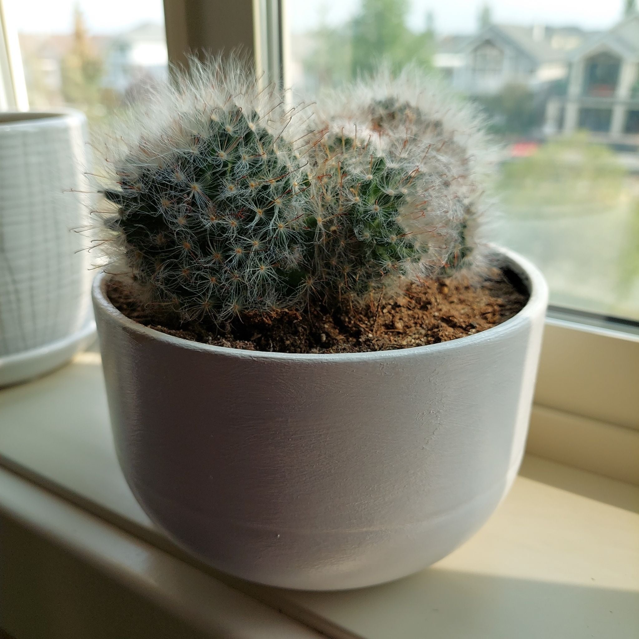 Personalized Powder Puff Cactus Care: Water, Light, Nutrients | Greg App