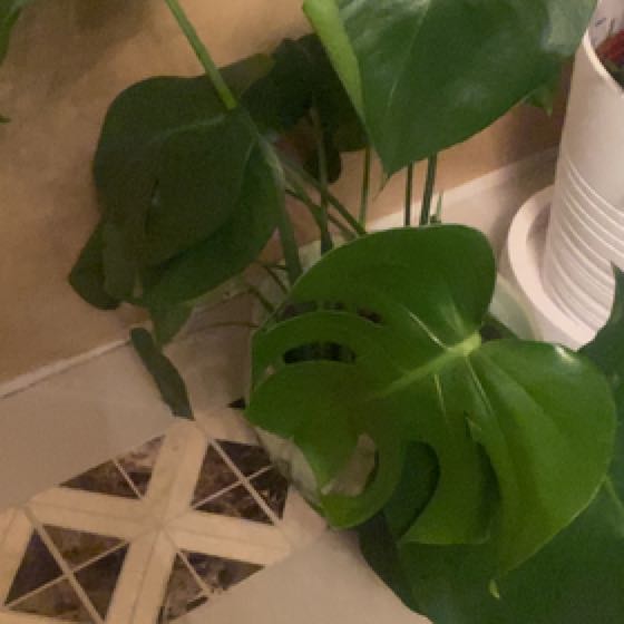 Achilles | A plant by @TitanicCorn on Greg