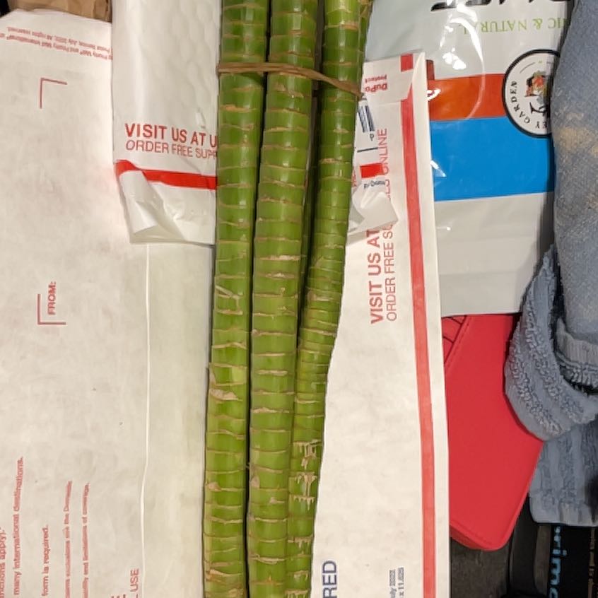 Why Are My Common Bamboo Leaves Curling?