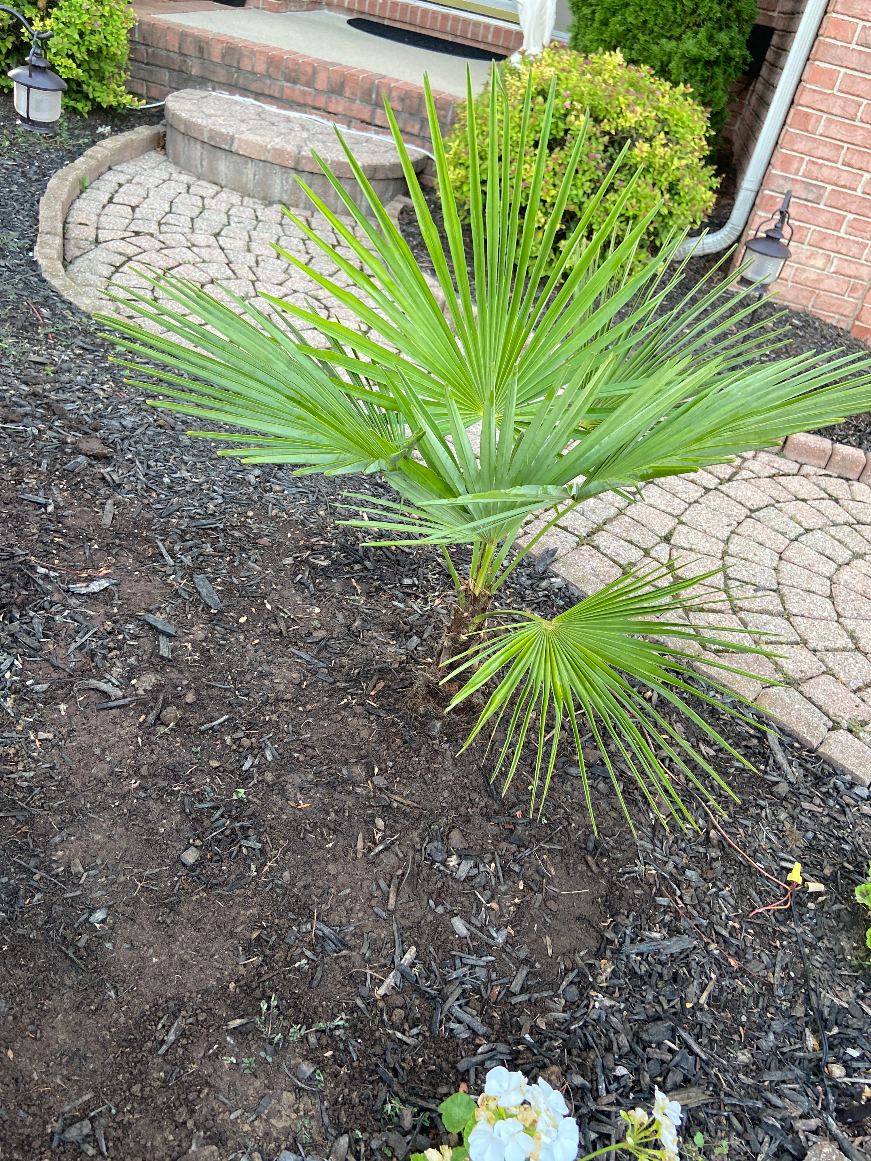 Chinese Windmill Palm Care 101: Water, Light & Growing Tips