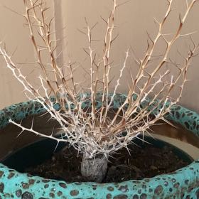 Boojum Tree Care 101: Water, Light & Growing Tips