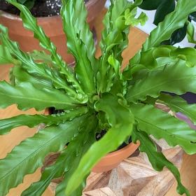 Huckleberry Fern | A plant by @DaringDodder on Greg