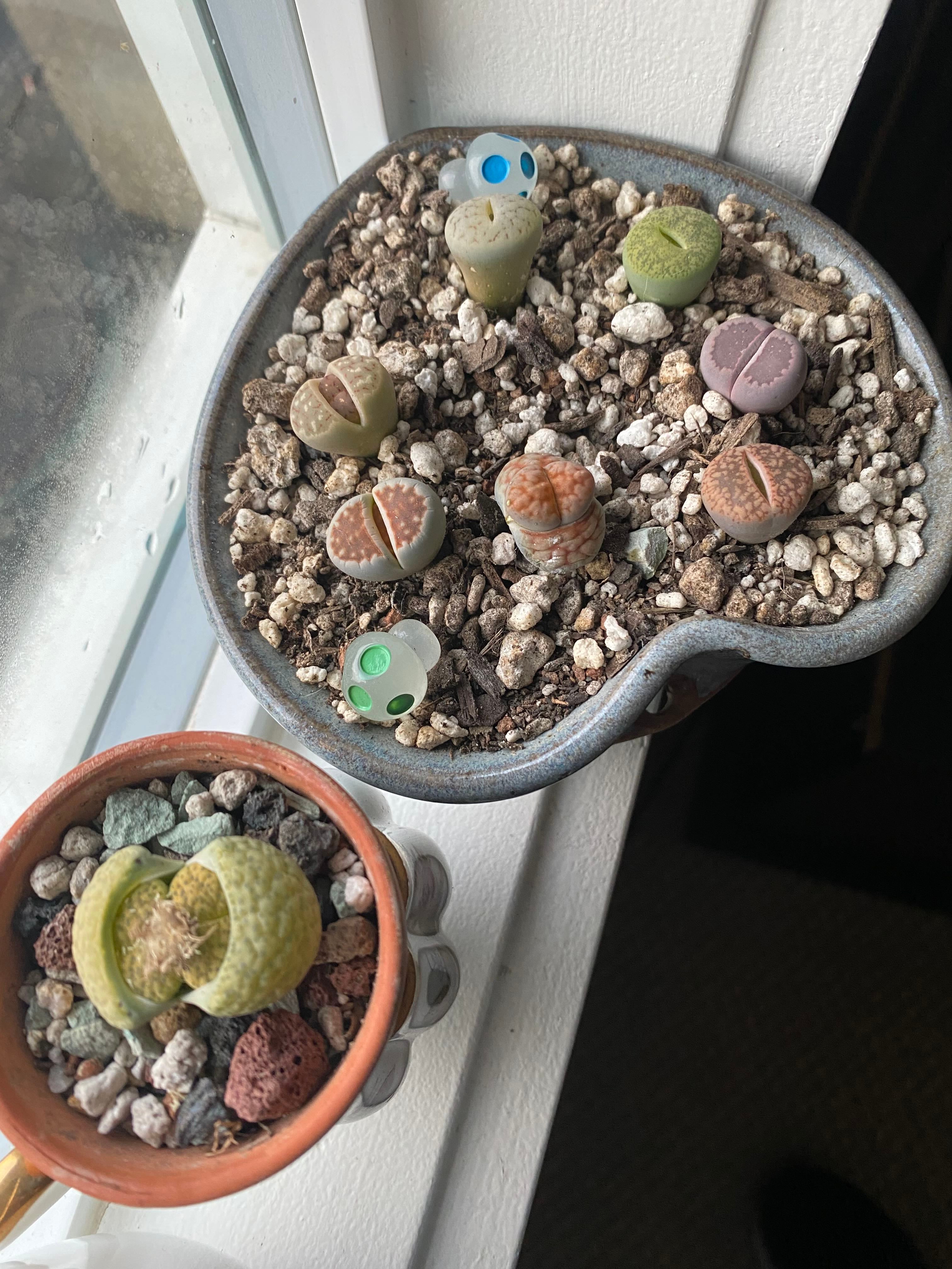 Living Stones Plant Care: Water, Light, Nutrients | Greg App 🌱