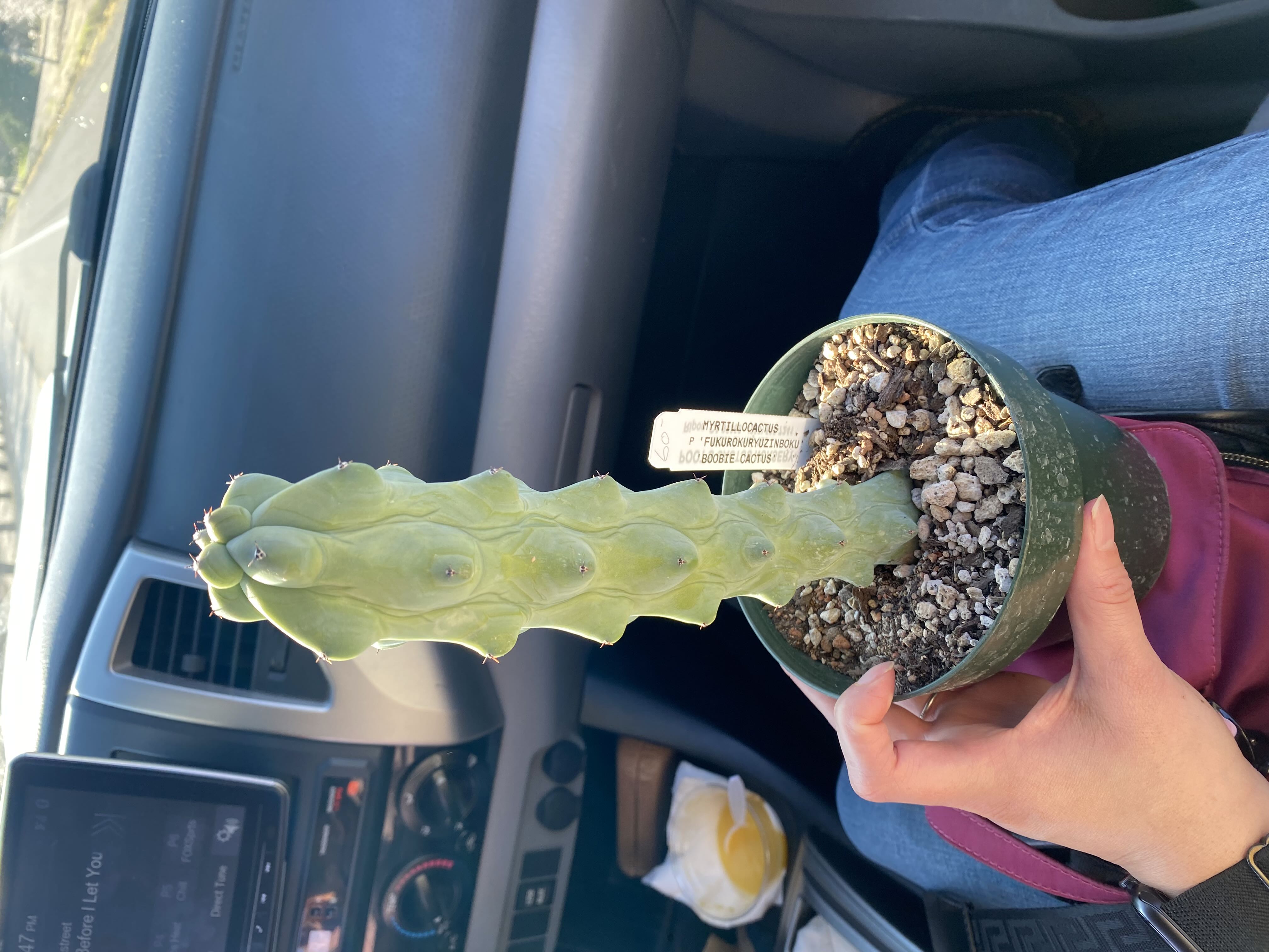 Boobie Cactus Plant Care: Water, Light, Nutrients | Greg App 🌱