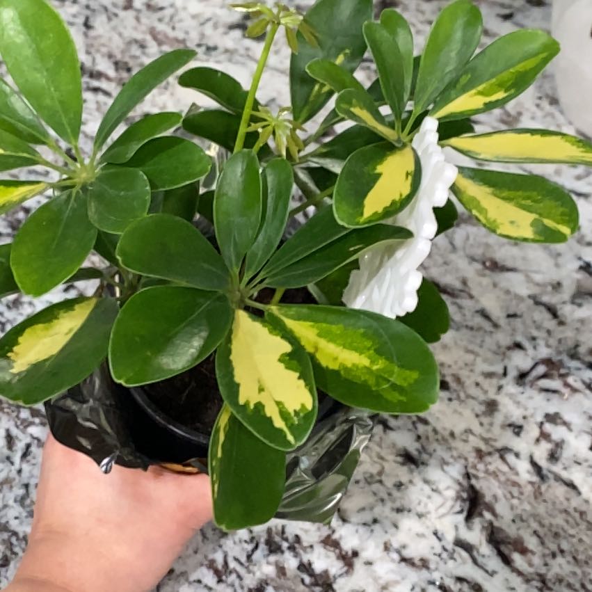 Variegated Dwarf Umbrella Plant Care: Water, Light, Nutrients | Greg App 🌱